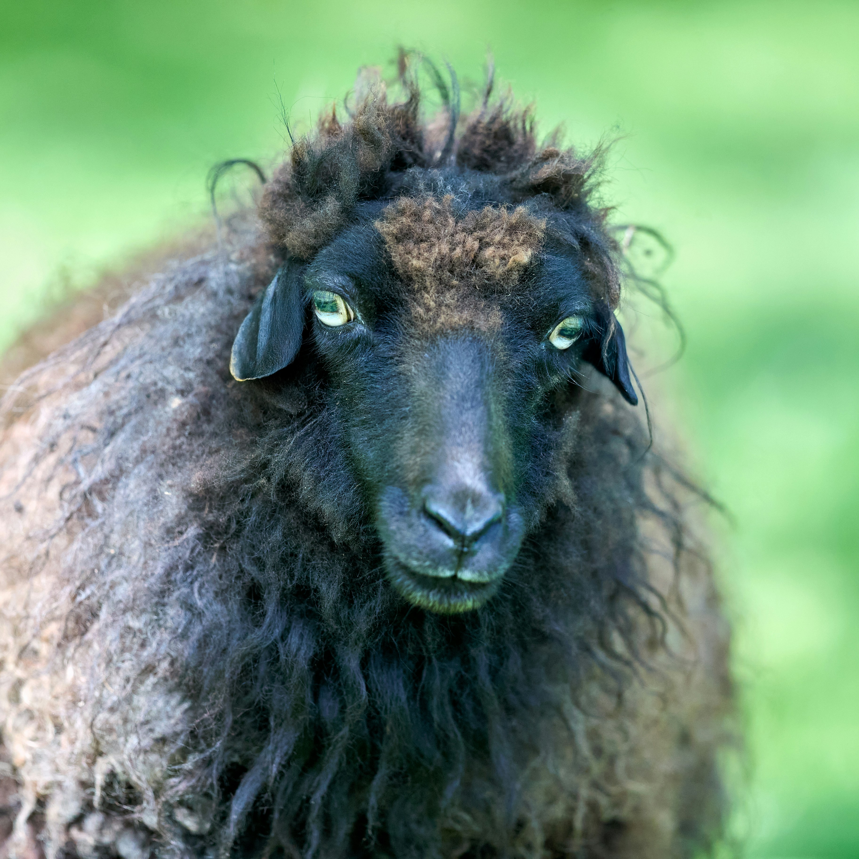 A close-up portrait of a black Ouessant sheep with striking light green eyes. The ewe has a shaggy, dark wool coat and looks directly at the camera against a soft, blurred green background in a meadow. | A dark sheep looks directly at the viewer.