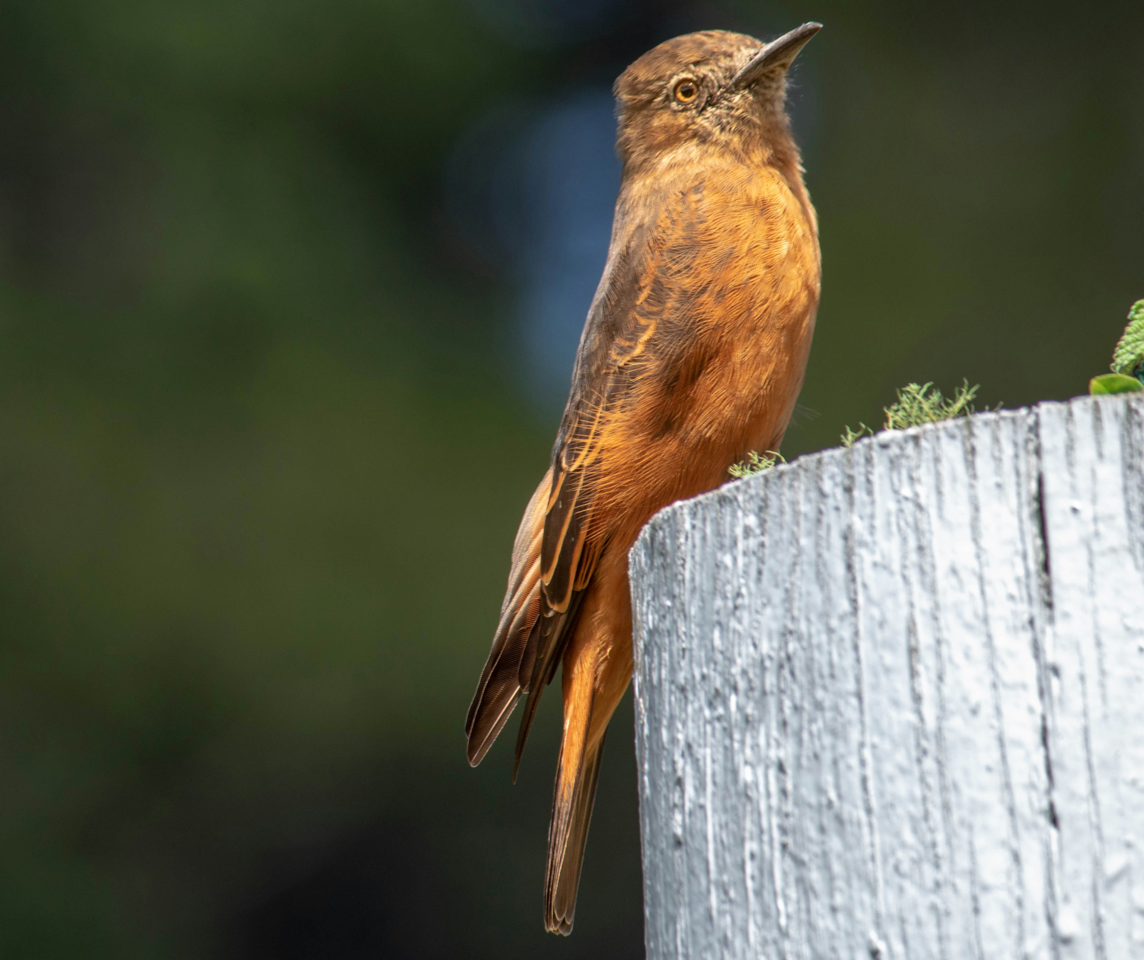 A small orange bird perches on a wooden post.