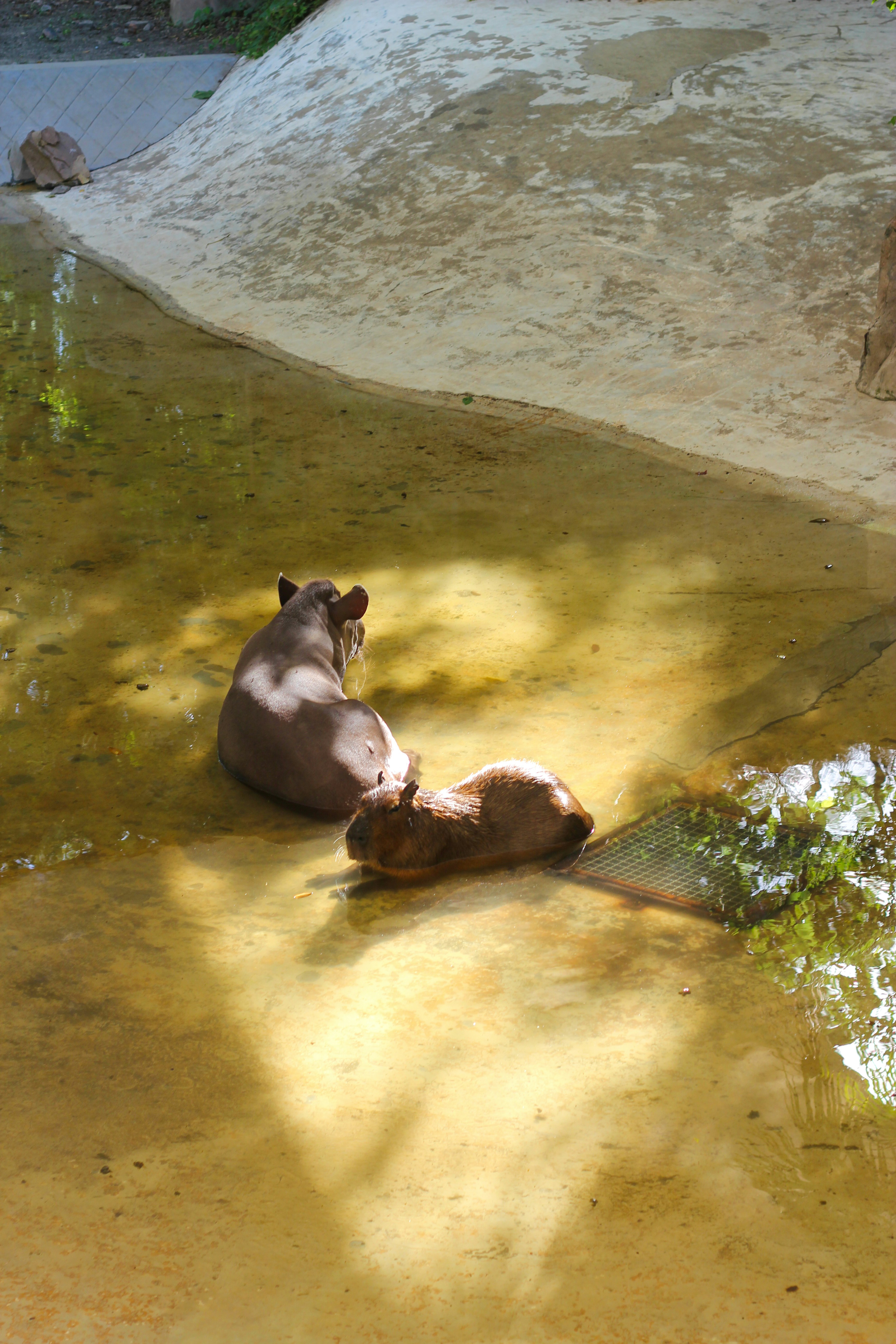 Tapirs relax and bathe in a shallow pool.