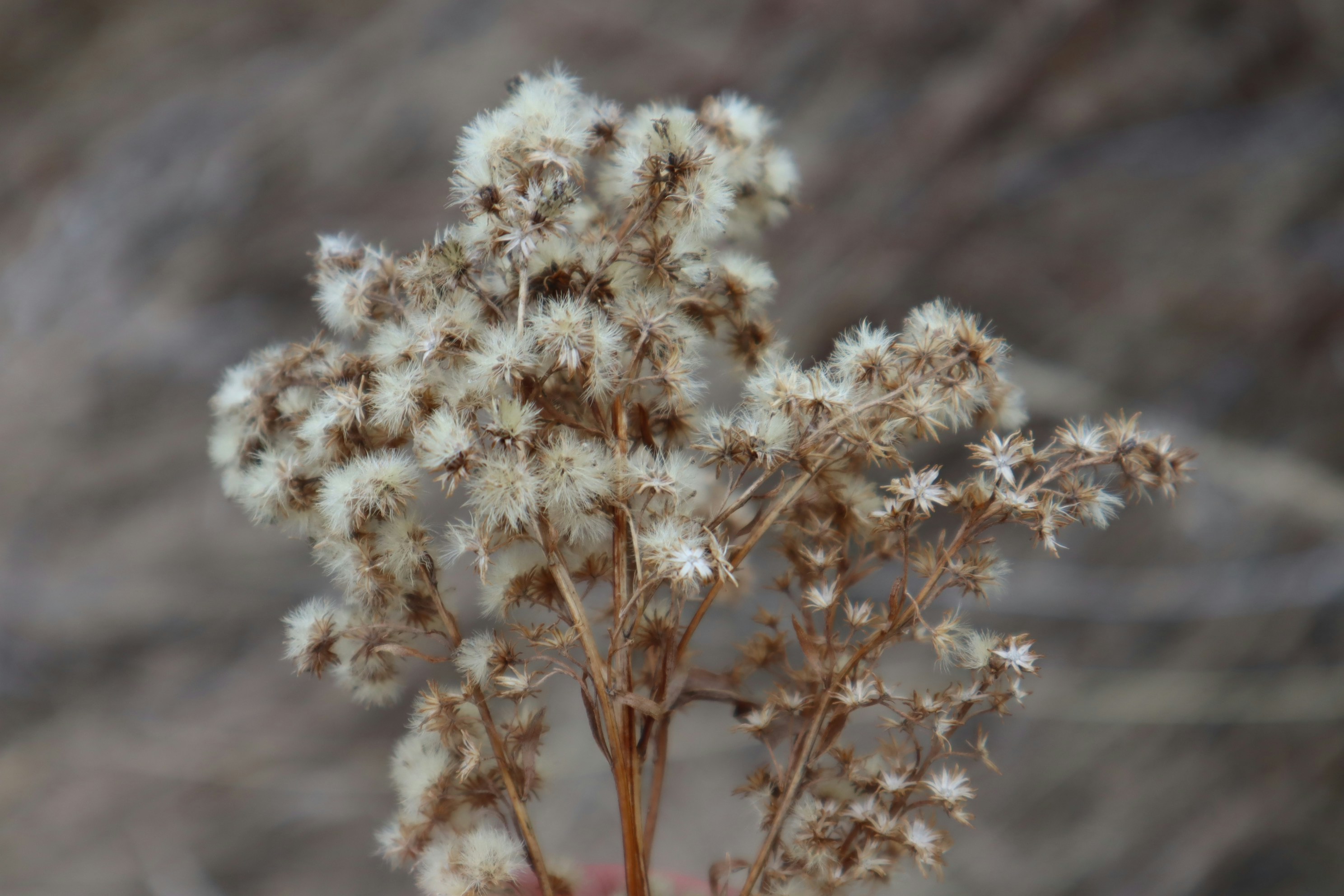 Dried, fluffy plant blooms in close-up view.