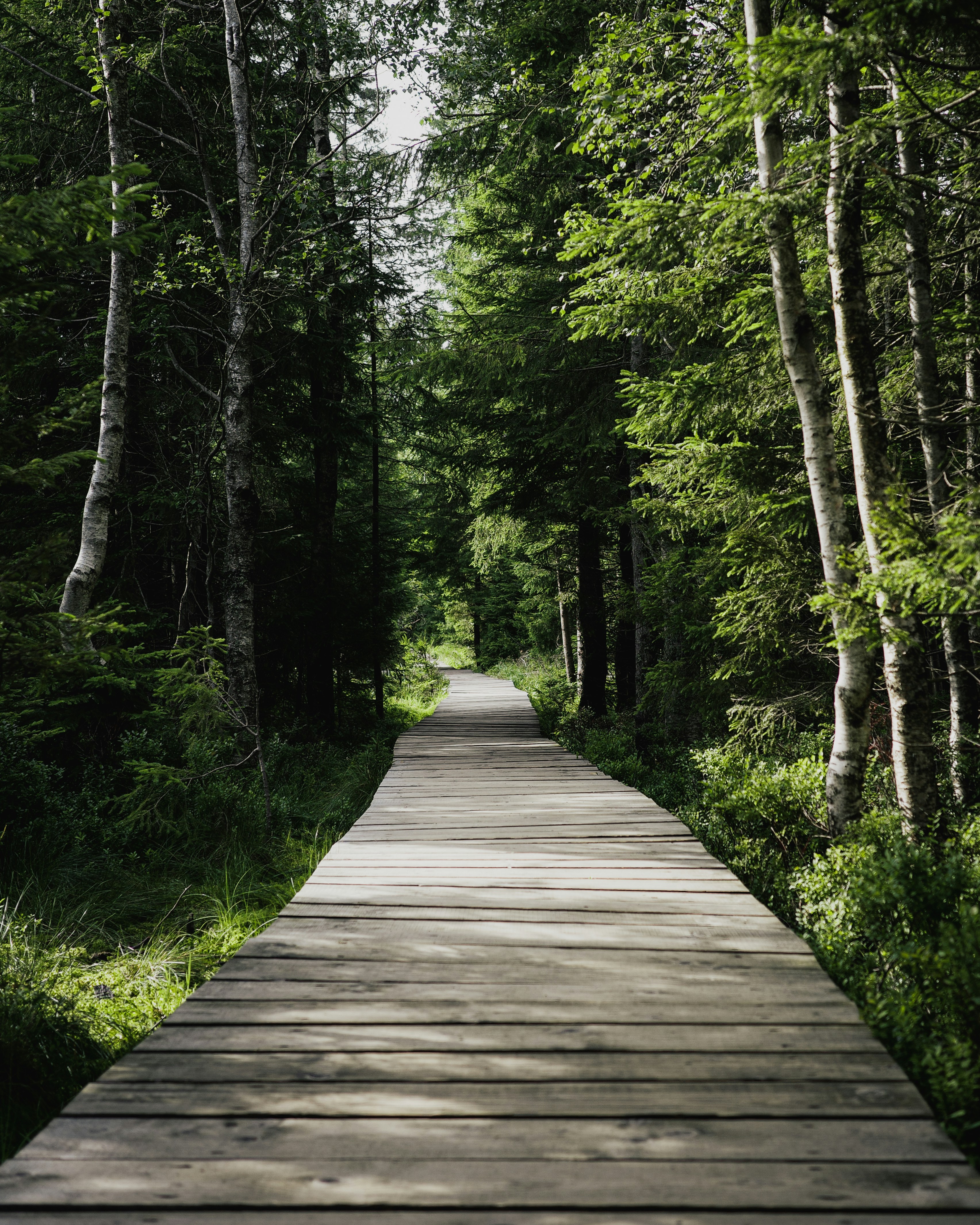 Wooden boardwalk winding through a lush forest, framed by tall trees and dappled sunlight filtering through the leaves.
