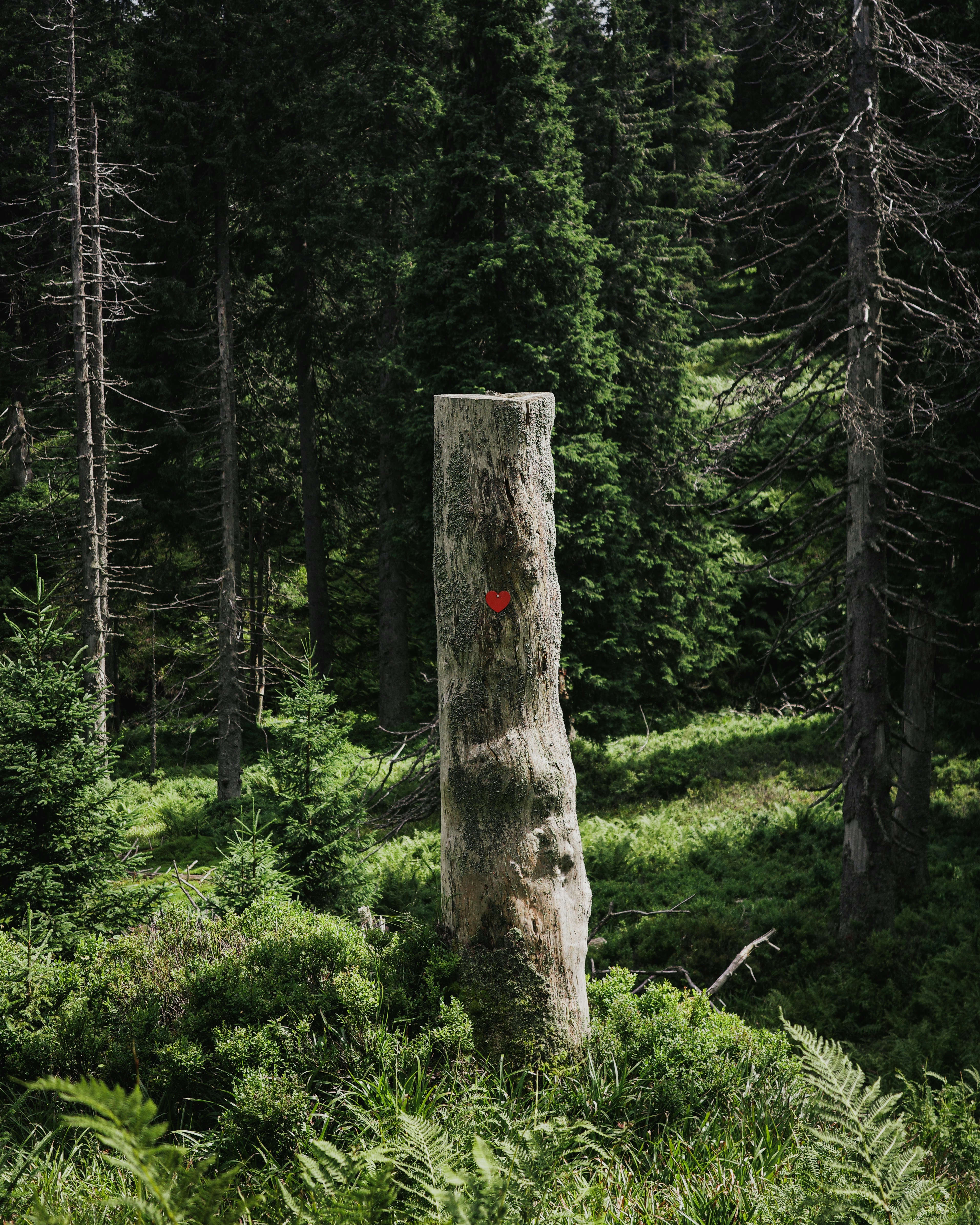 Whispers of Nature's HeartKryštof Zajíček