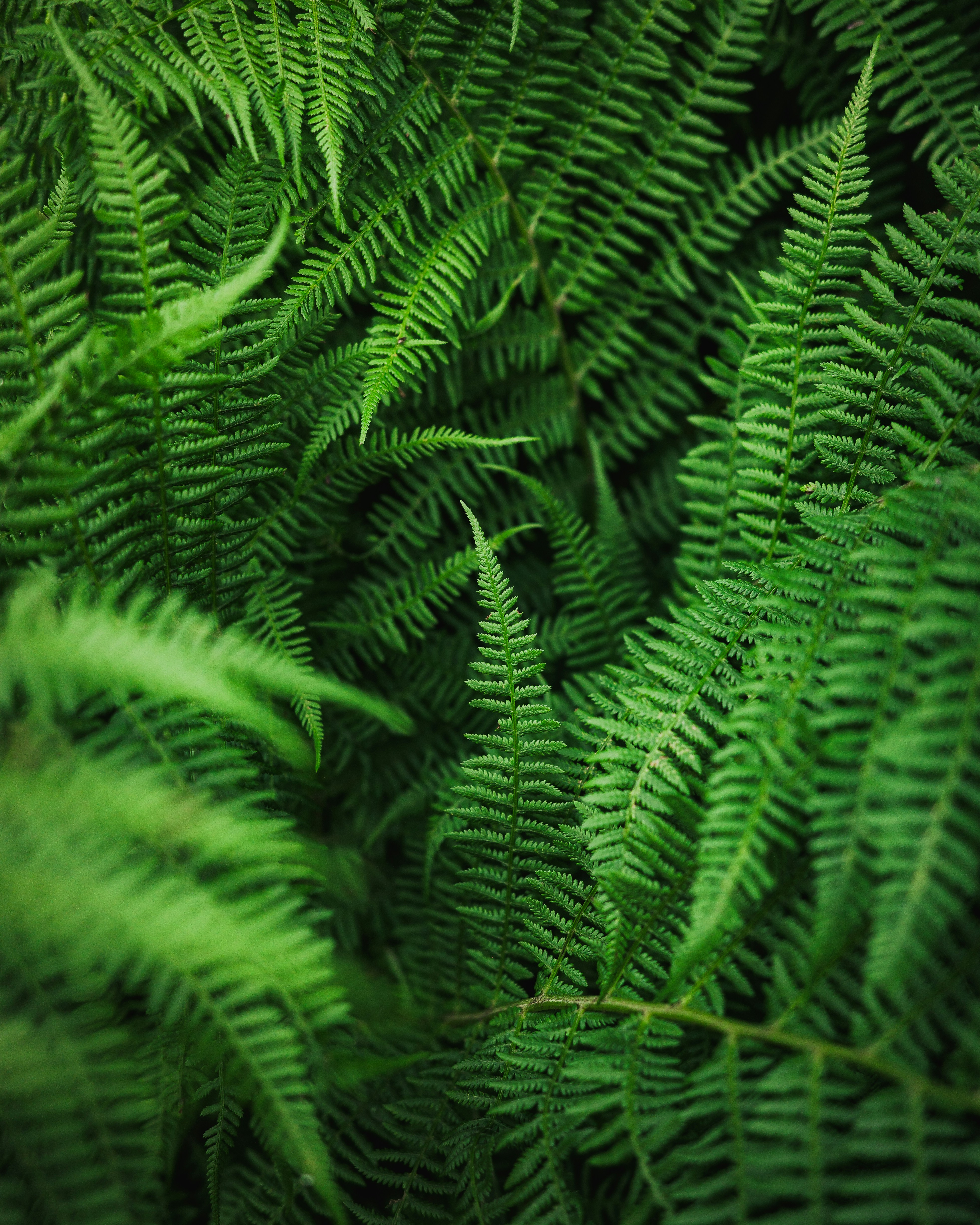 Lush green ferns intertwine, creating a rich texture that invites exploration. The intricate patterns showcase nature's design.