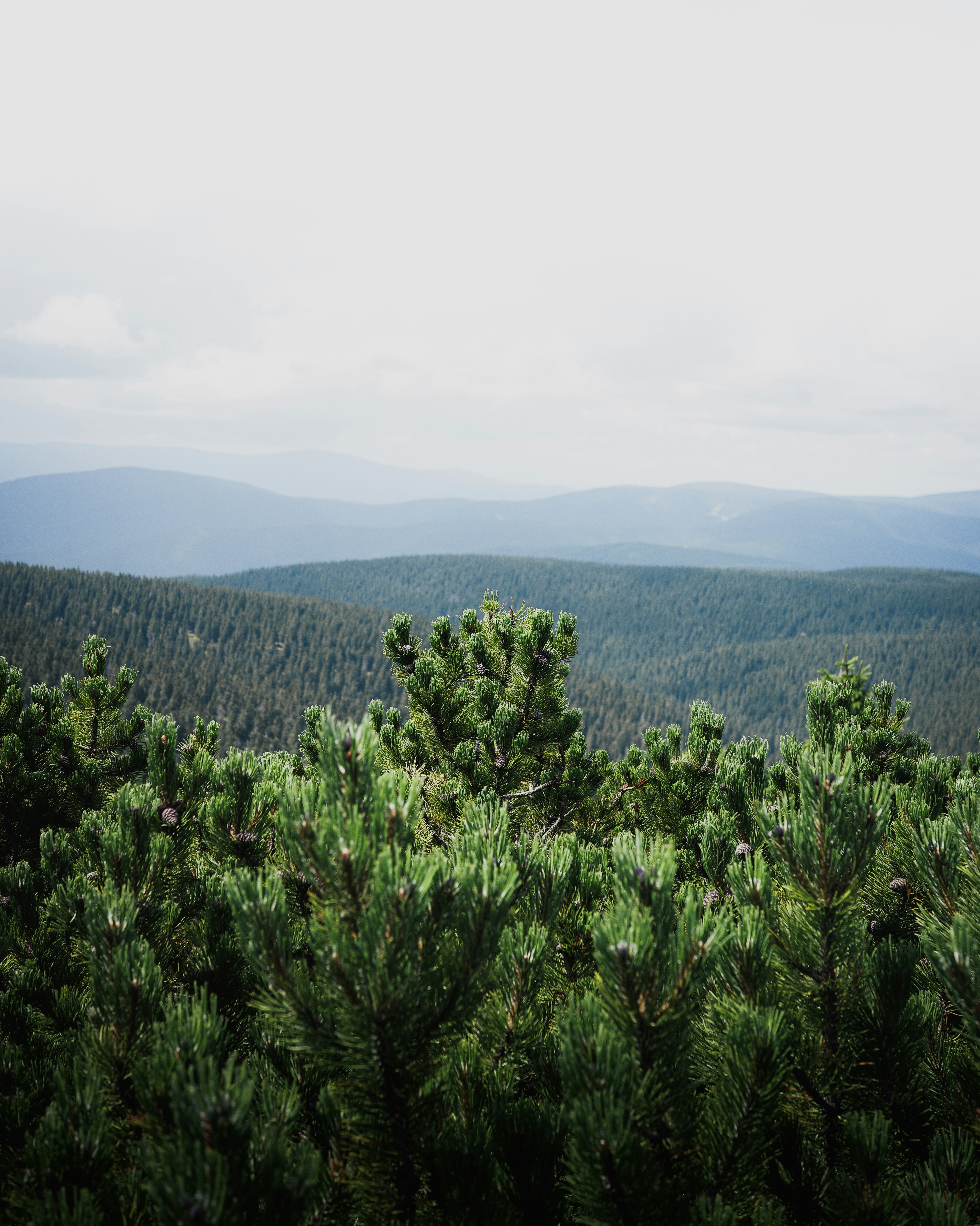 Lush green pine foliage frames a panoramic view of rolling mountains under a cloudy sky. The scene evokes a sense of tranquility and connection to nature.