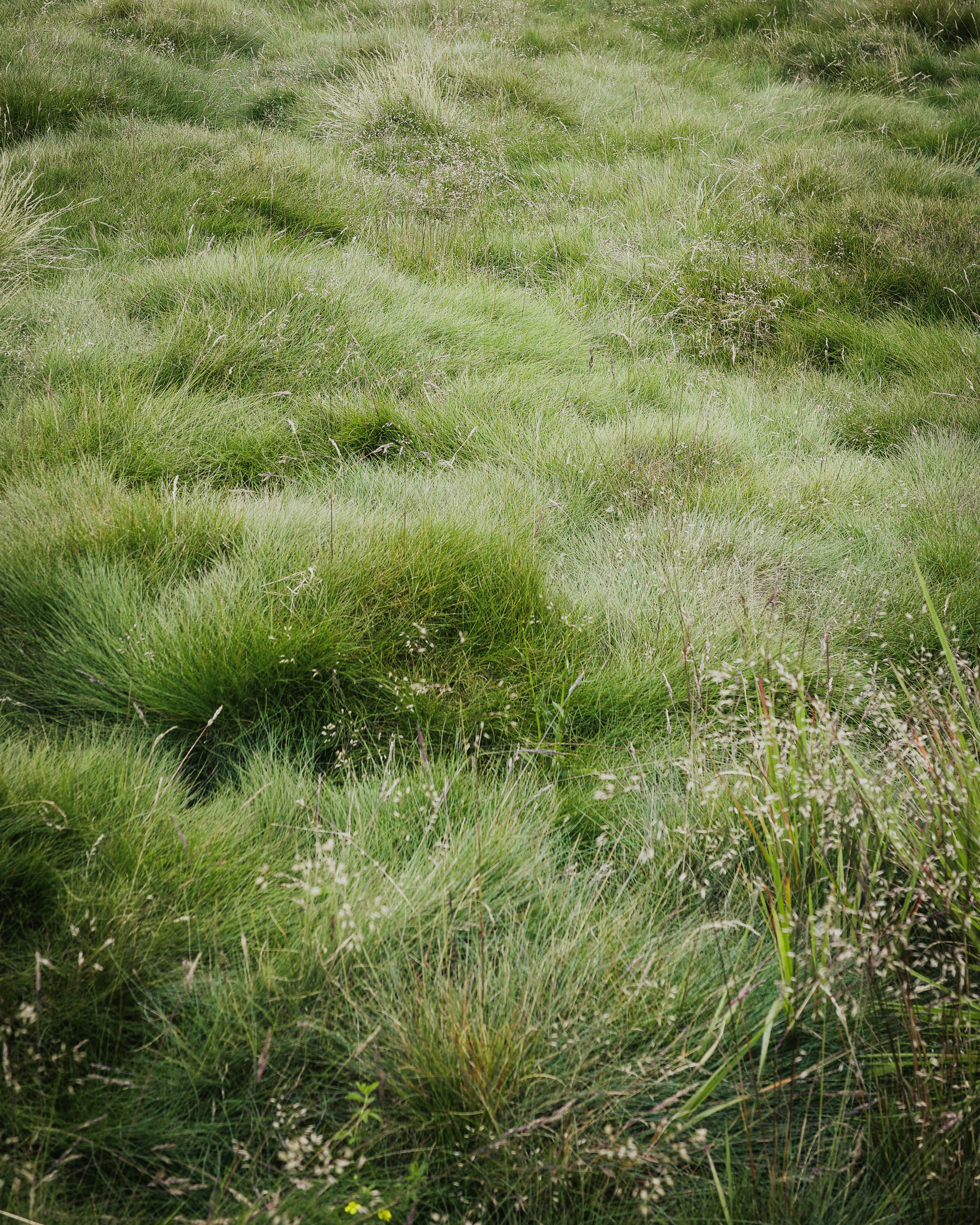 Whispers of the Meadow: A Tapestry of GreenKryštof Zajíček
