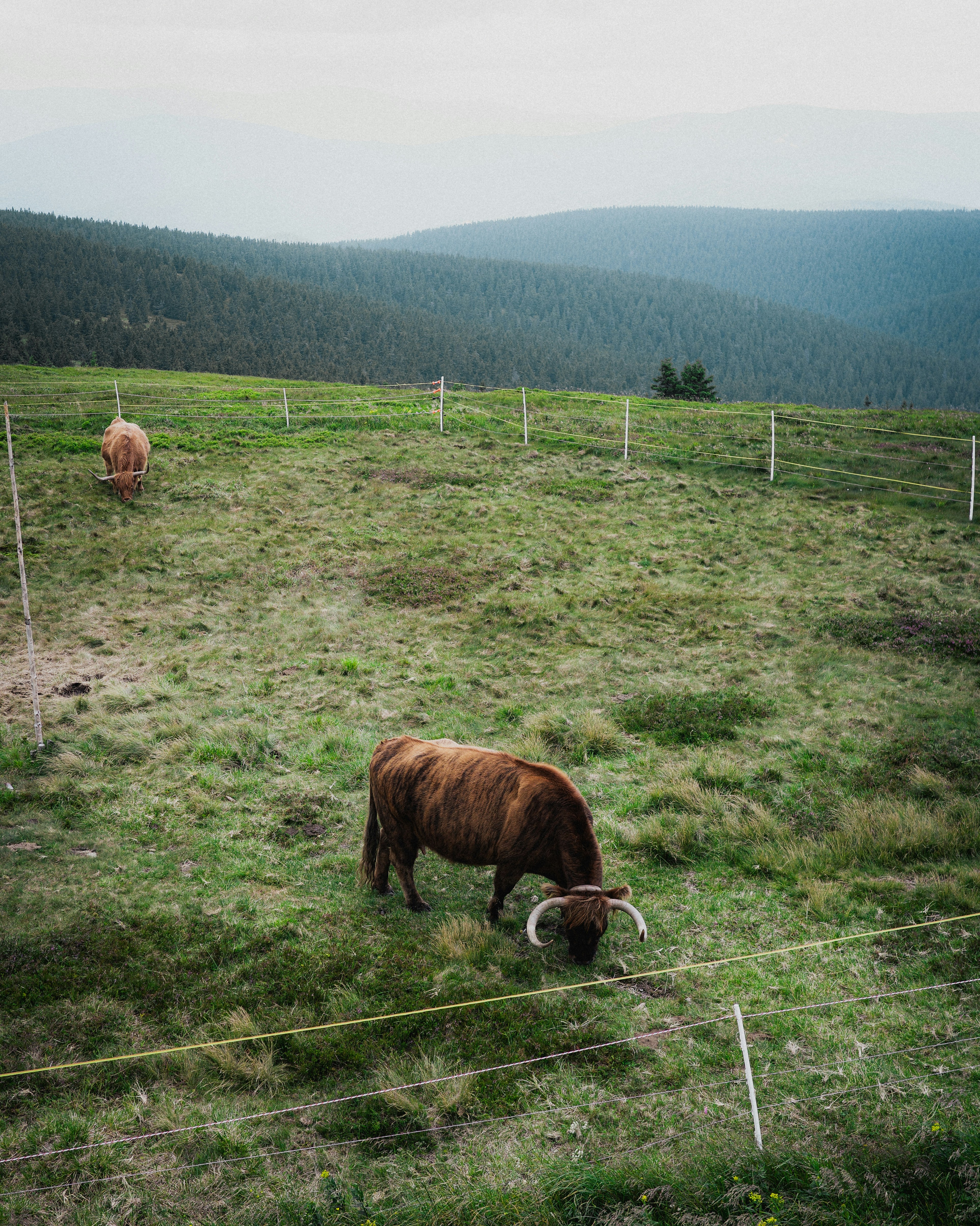 Cows graze peacefully in a grassy field.