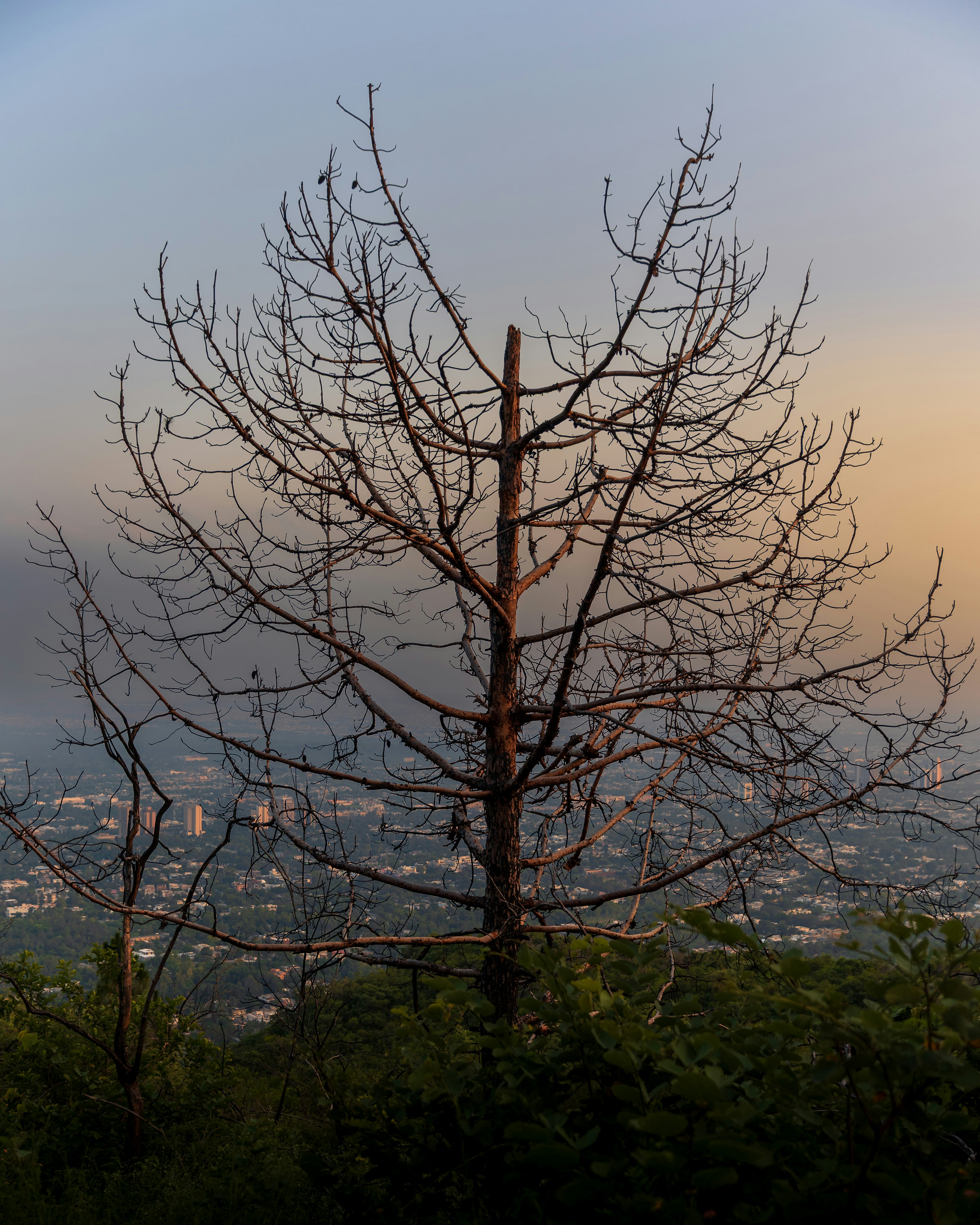 A bare tree stands against a hazy skyline, its branches reaching out over a sprawling urban landscape. The scene captures the contrast between nature and city life.