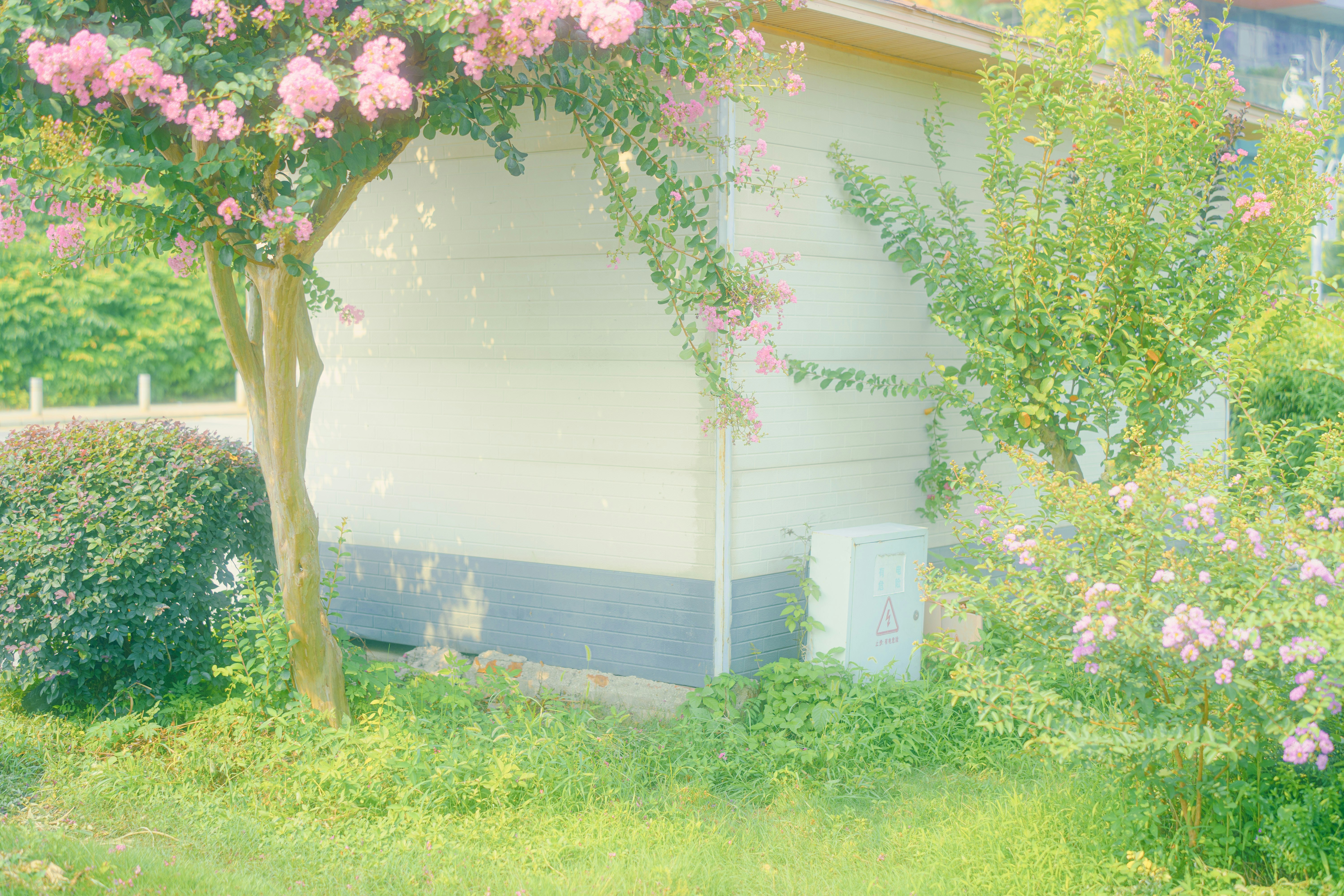 Delicate pink blossoms frame a cozy garden corner, highlighting the harmony between nature and architecture.