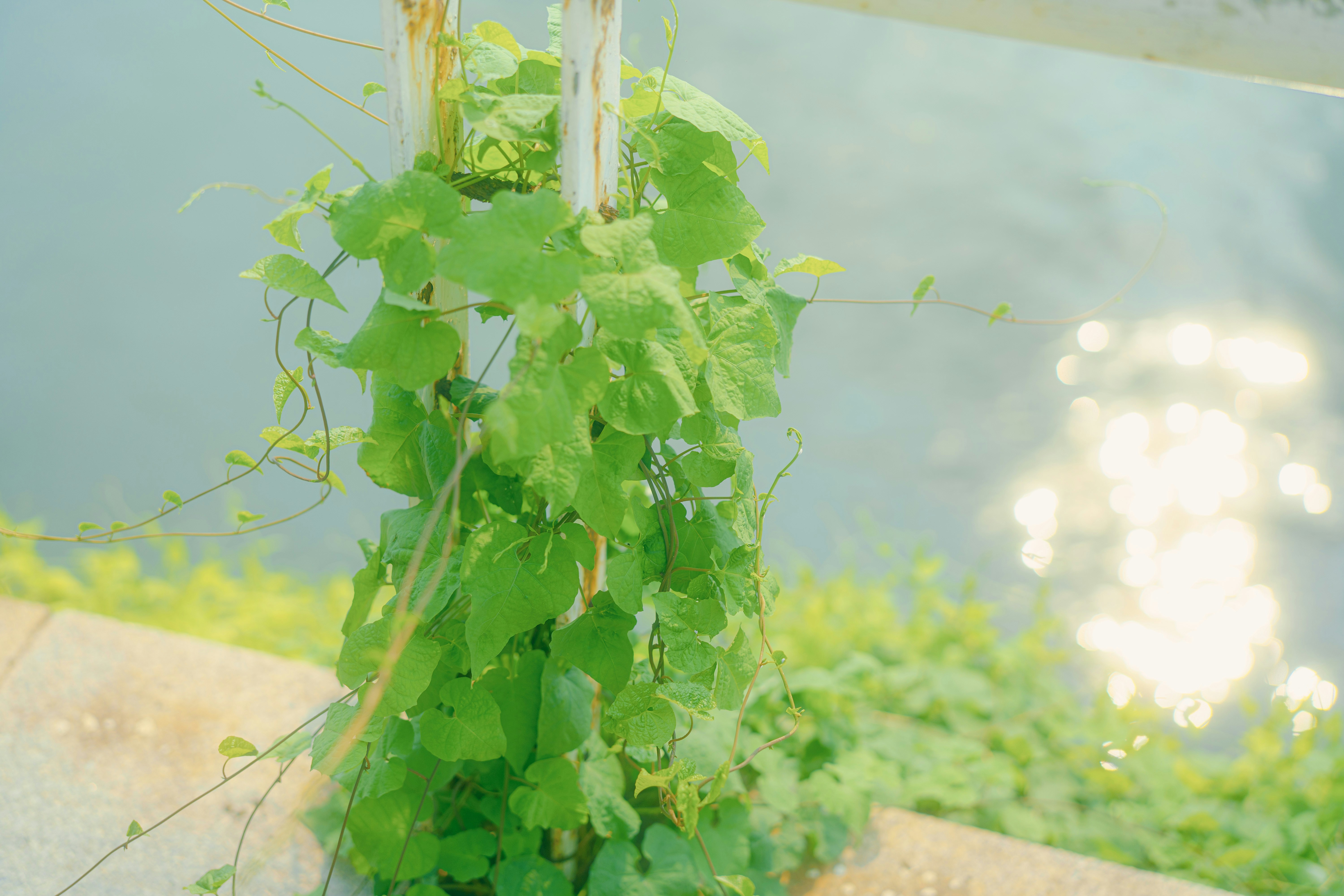 Emerald Embrace: Nature's Resilience