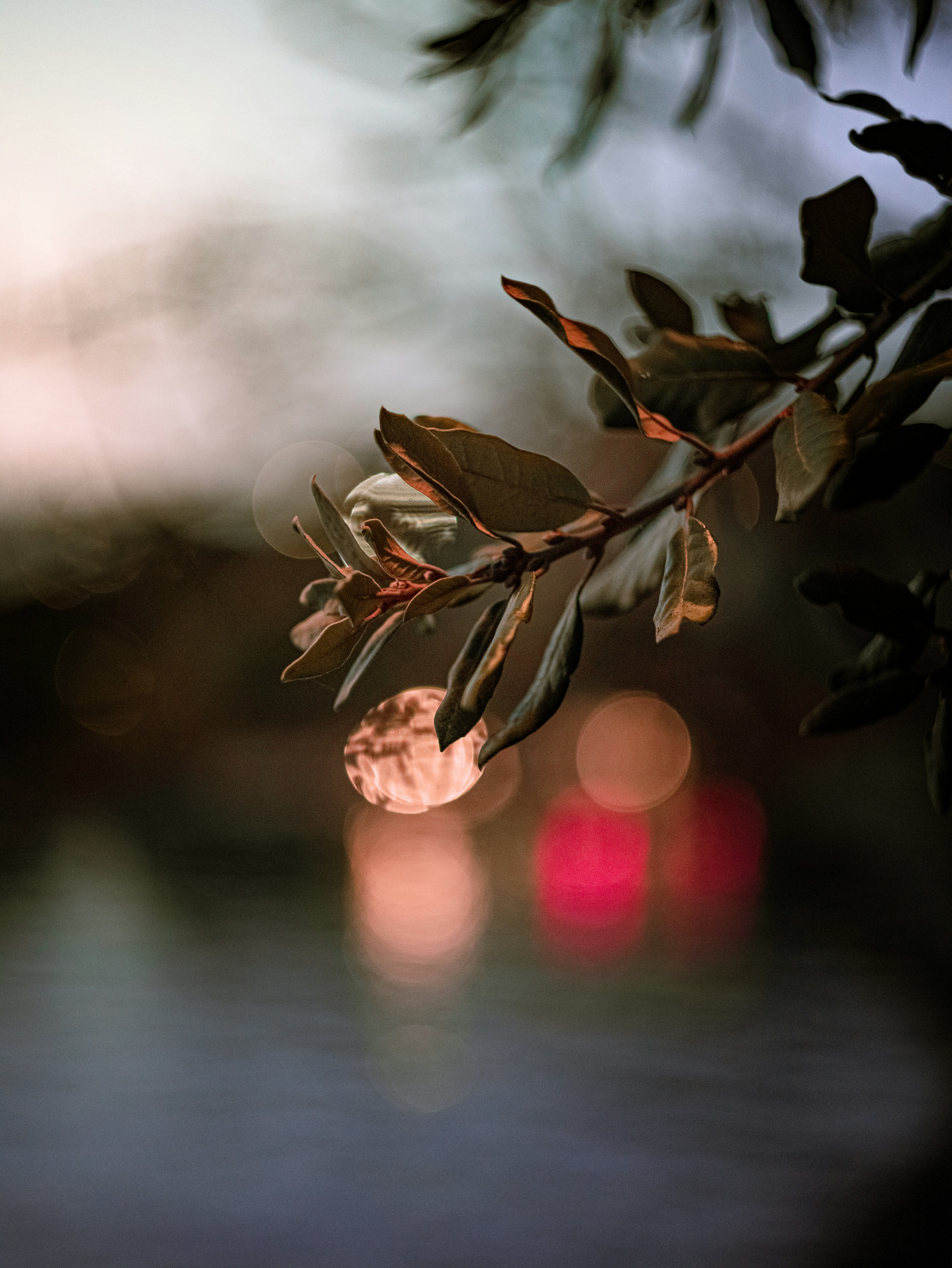 Delicate leaves silhouetted against a softly blurred background of shimmering lights at dusk.