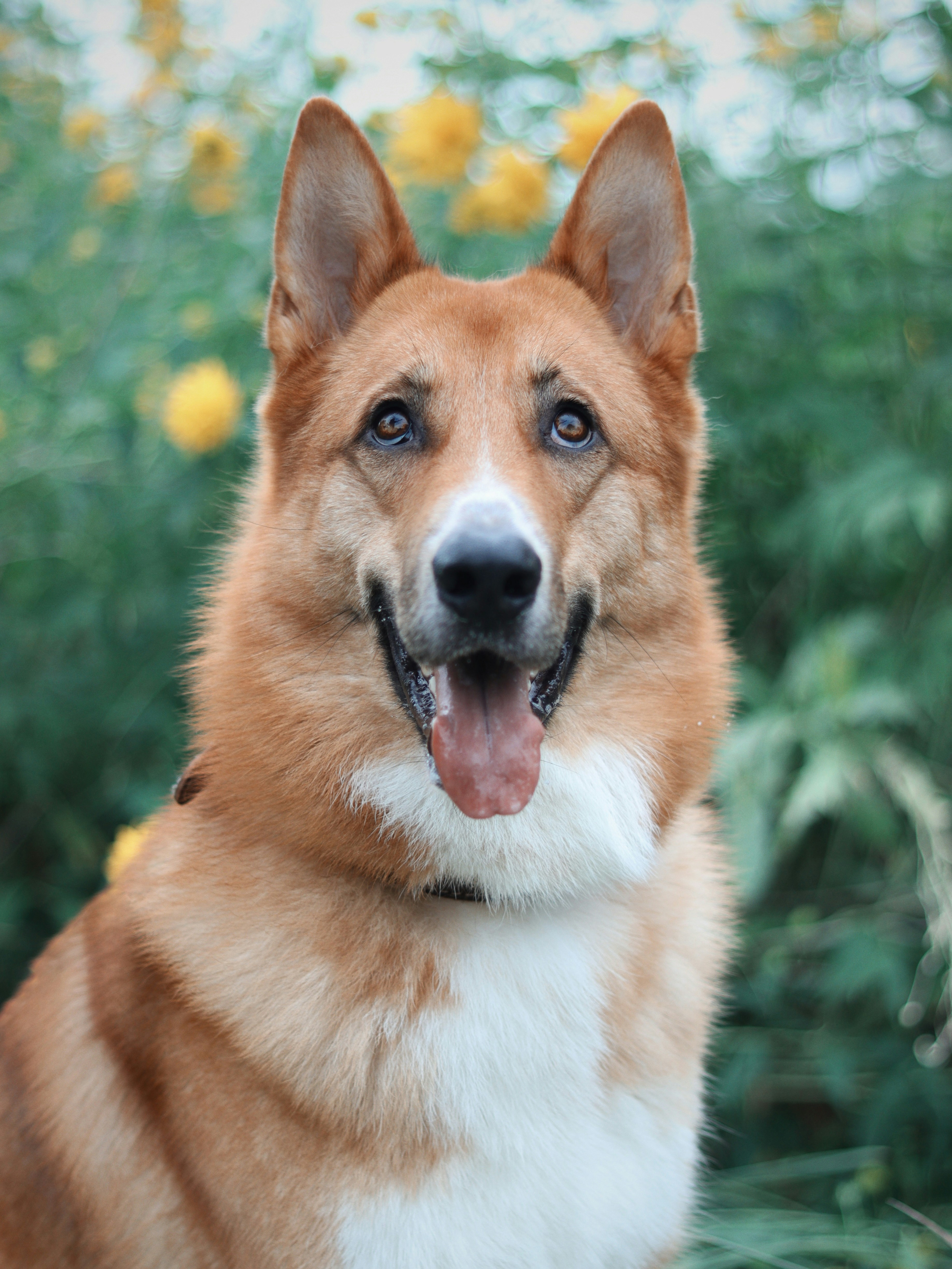 A cheerful dog with a vibrant coat stands against a backdrop of blooming yellow flowers and lush greenery.