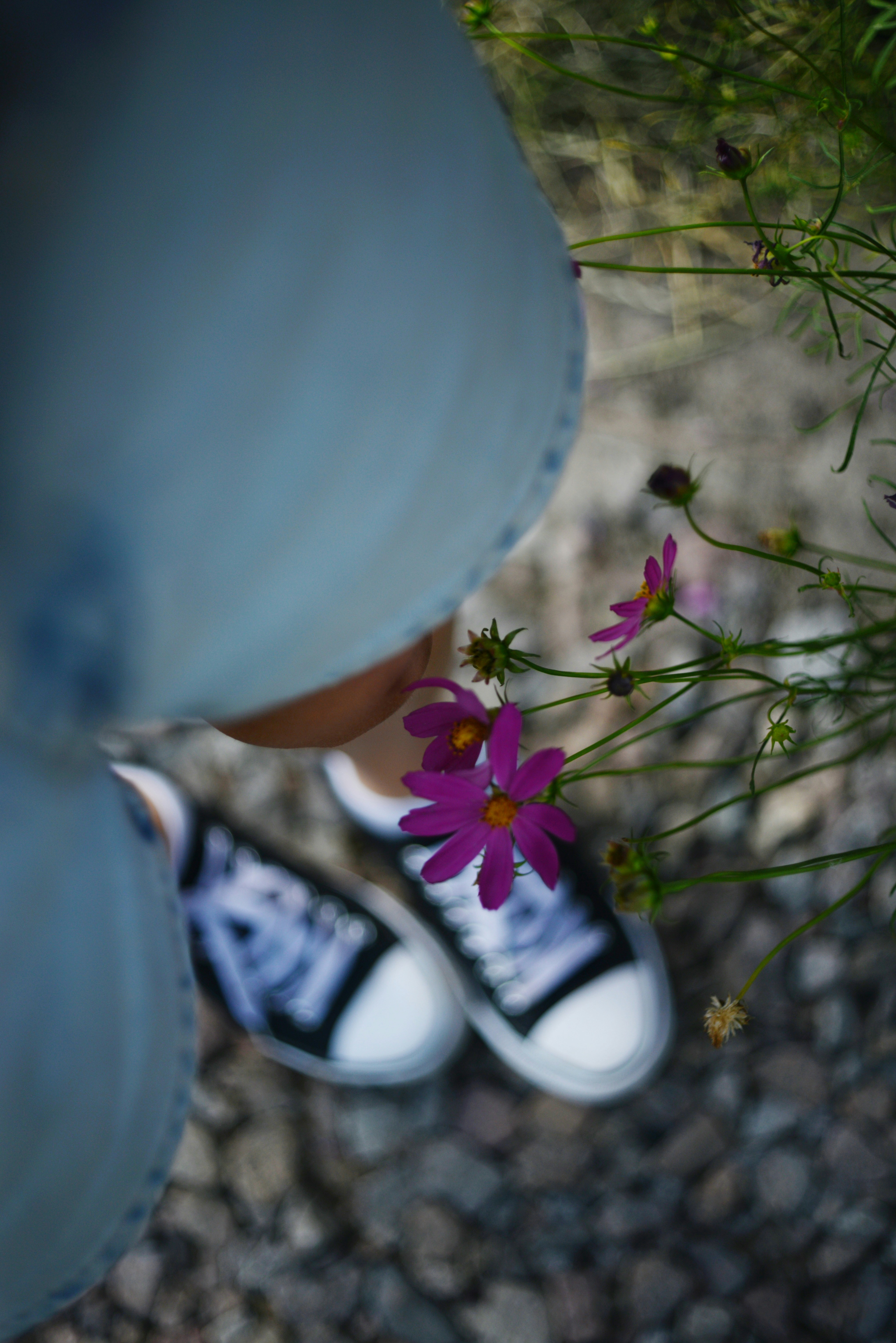 Purple Daisy Field Press: A Child's Footnote in Spring