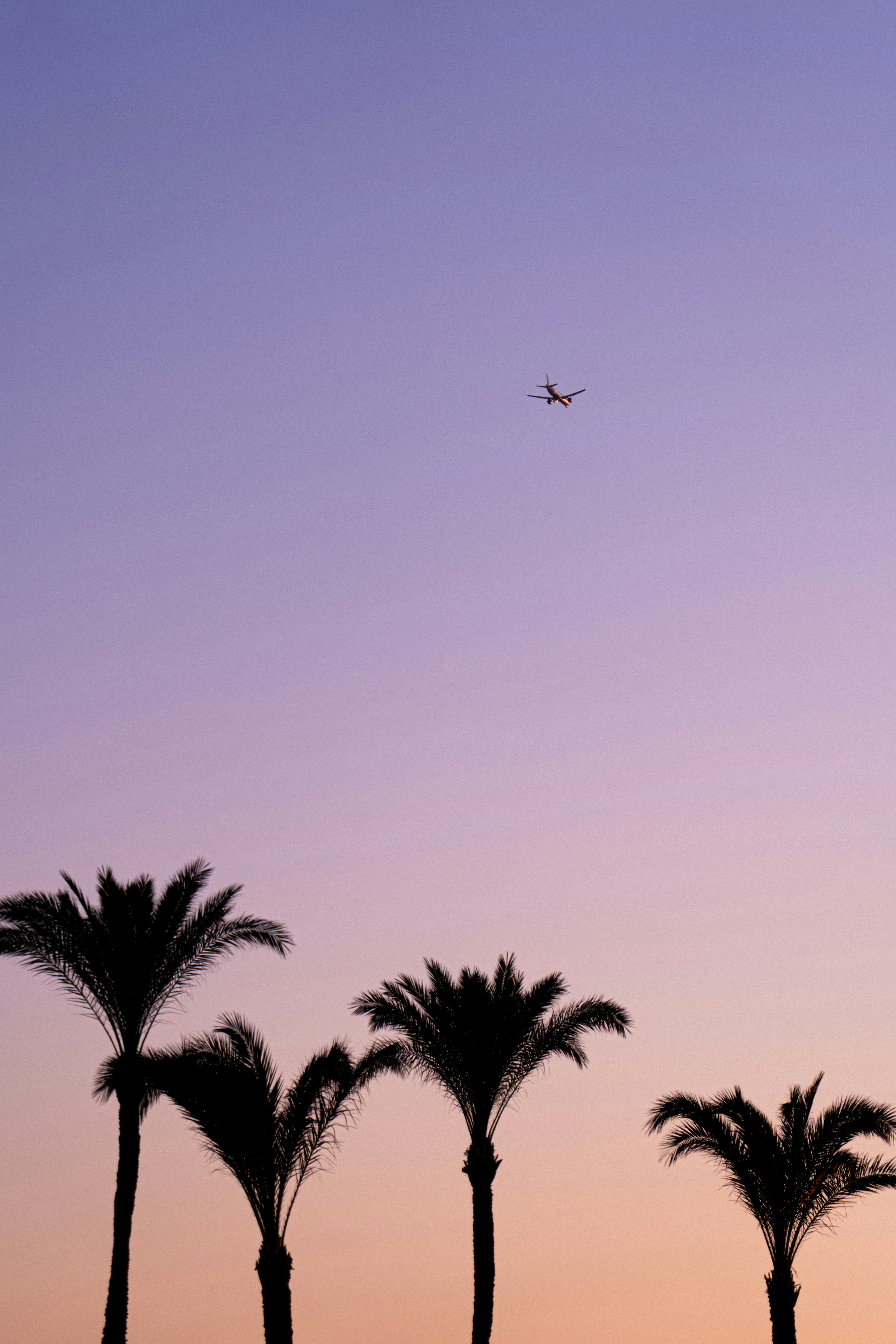 A plane flies above palm trees at sunset.