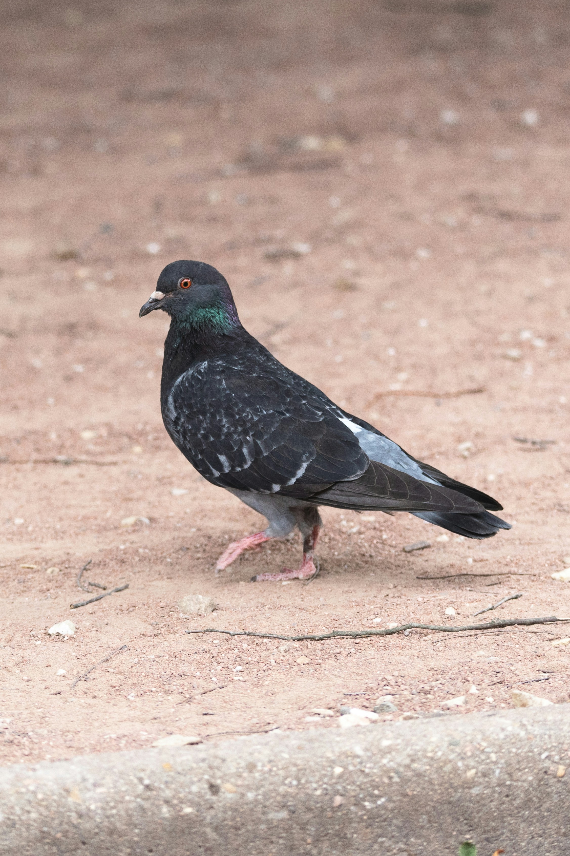 A dark pigeon stands on sandy ground.