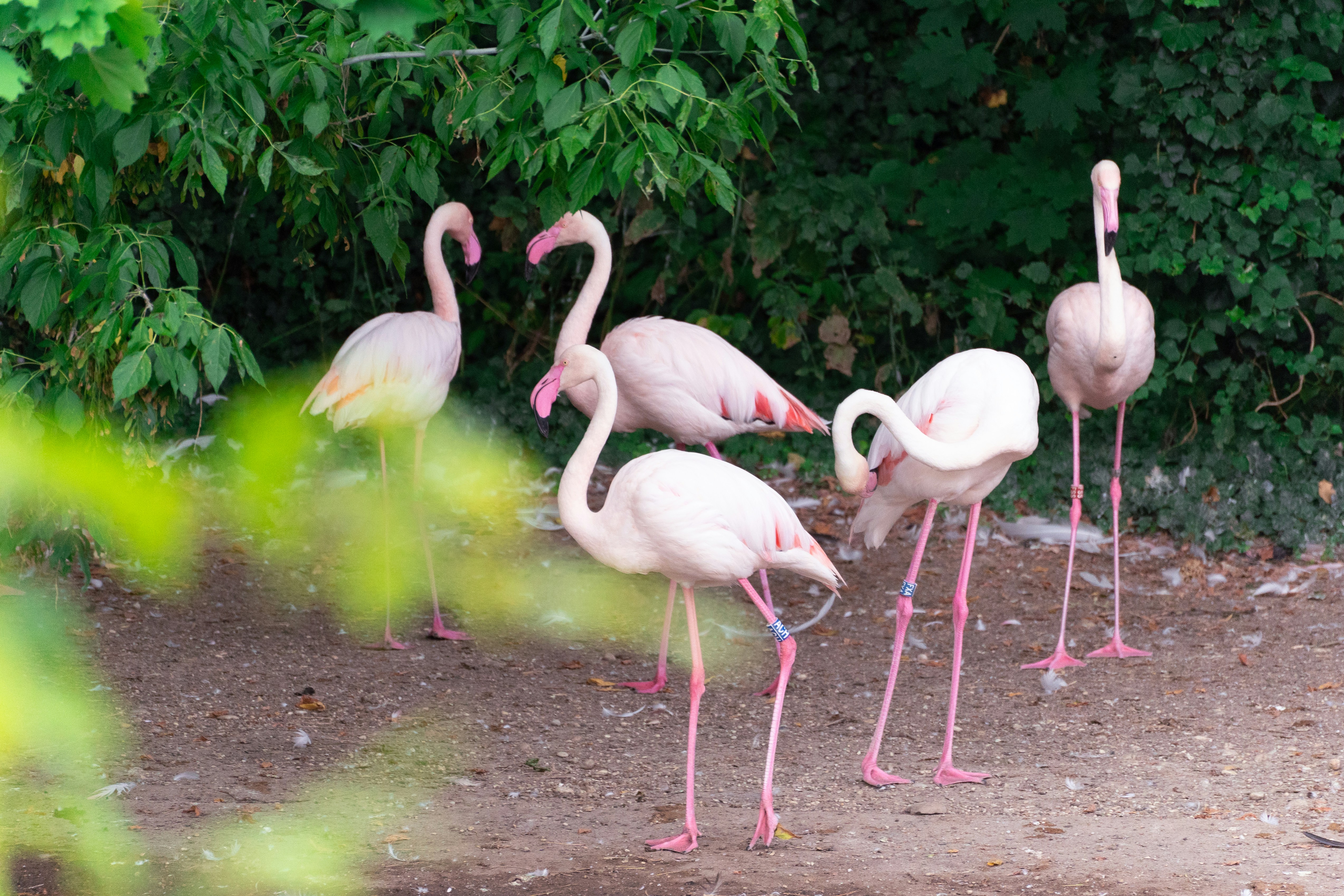 Five pink flamingos stand near greenery.