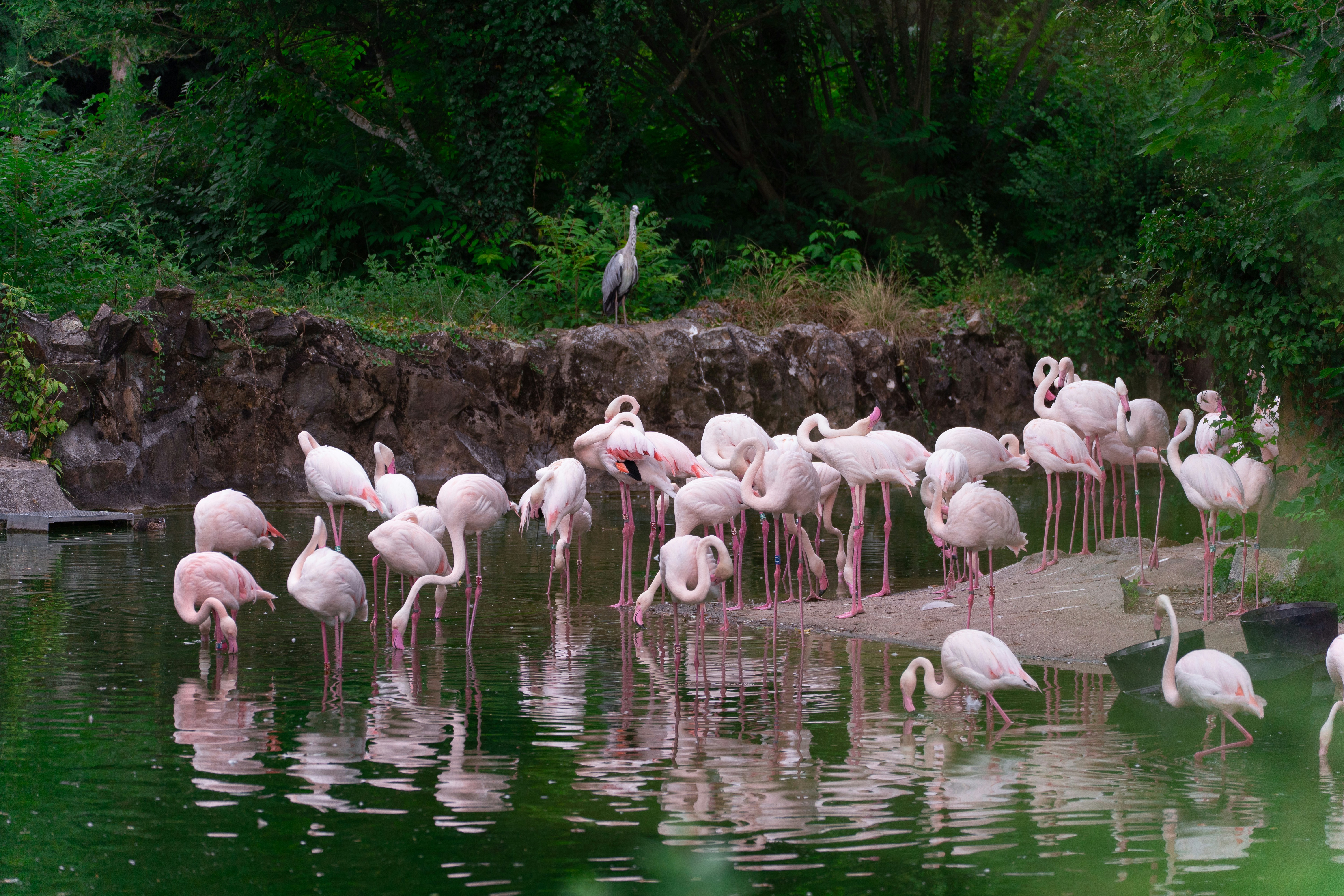 A flock of flamingos wades gracefully in a serene pond, surrounded by lush vegetation. A solitary heron stands watch nearby.