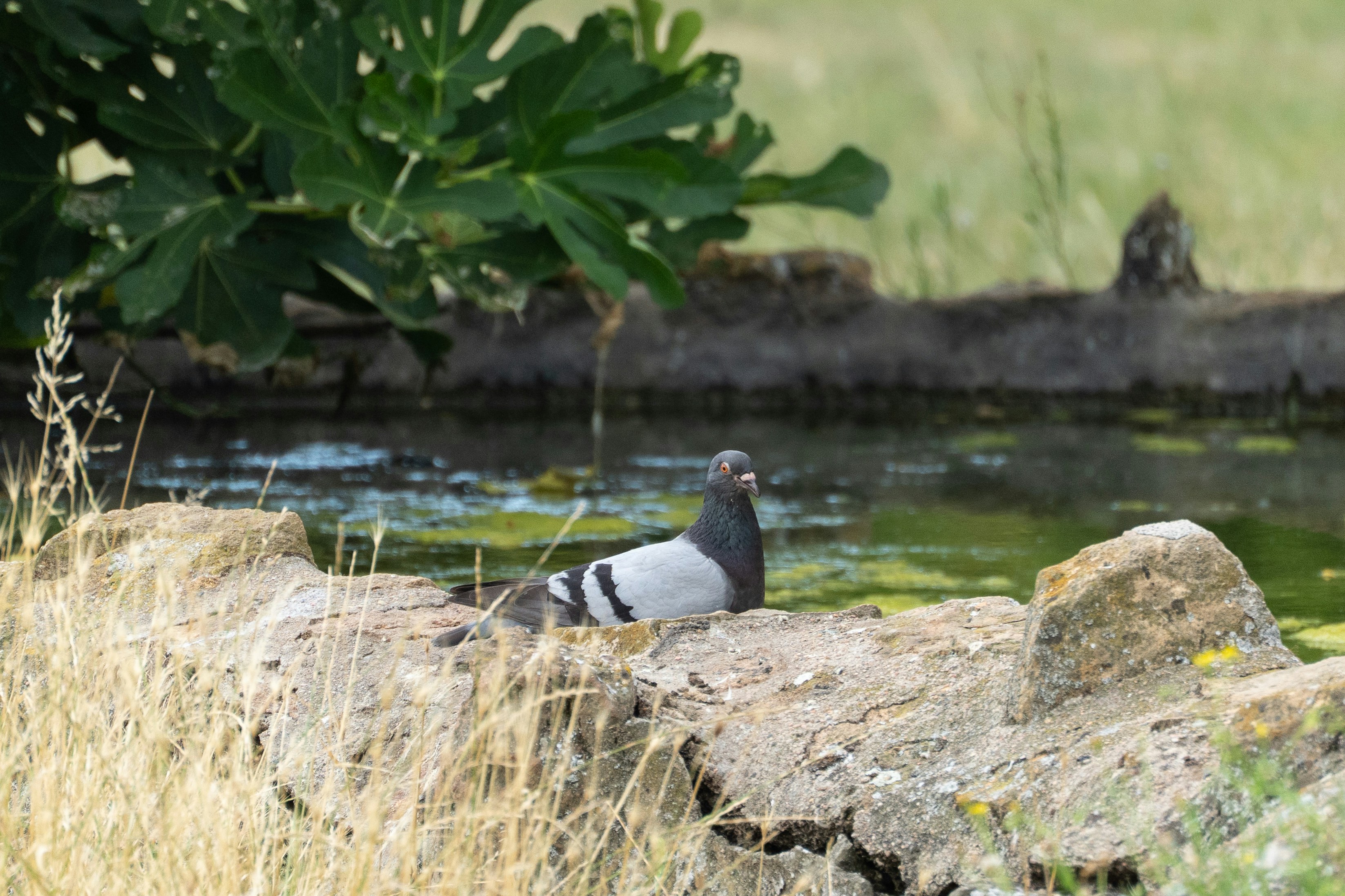 Sunlit Pigeon on Weathered Stone by a Quiet Pond