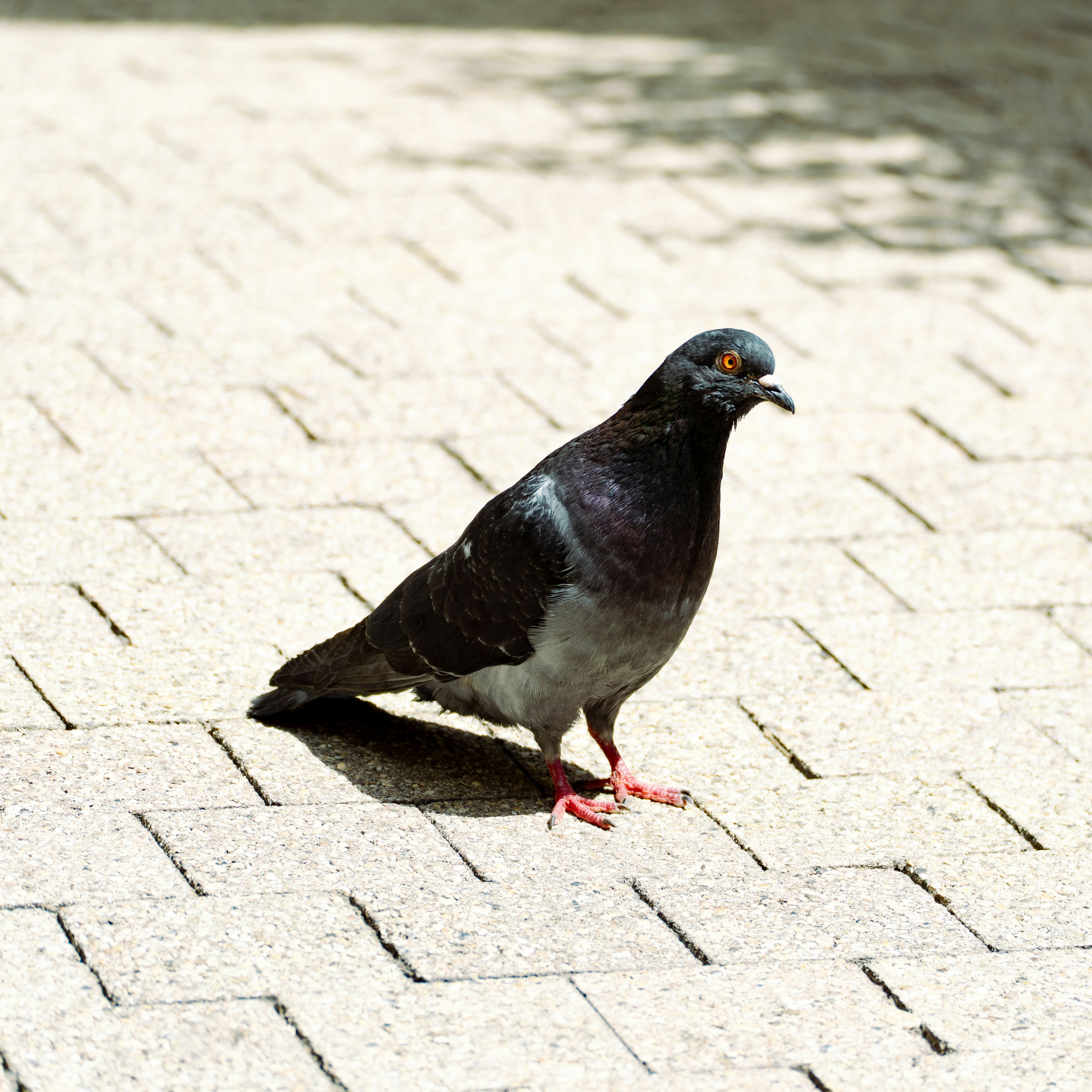 Sunlit Geometry: Pigeon on Bricked Pavement