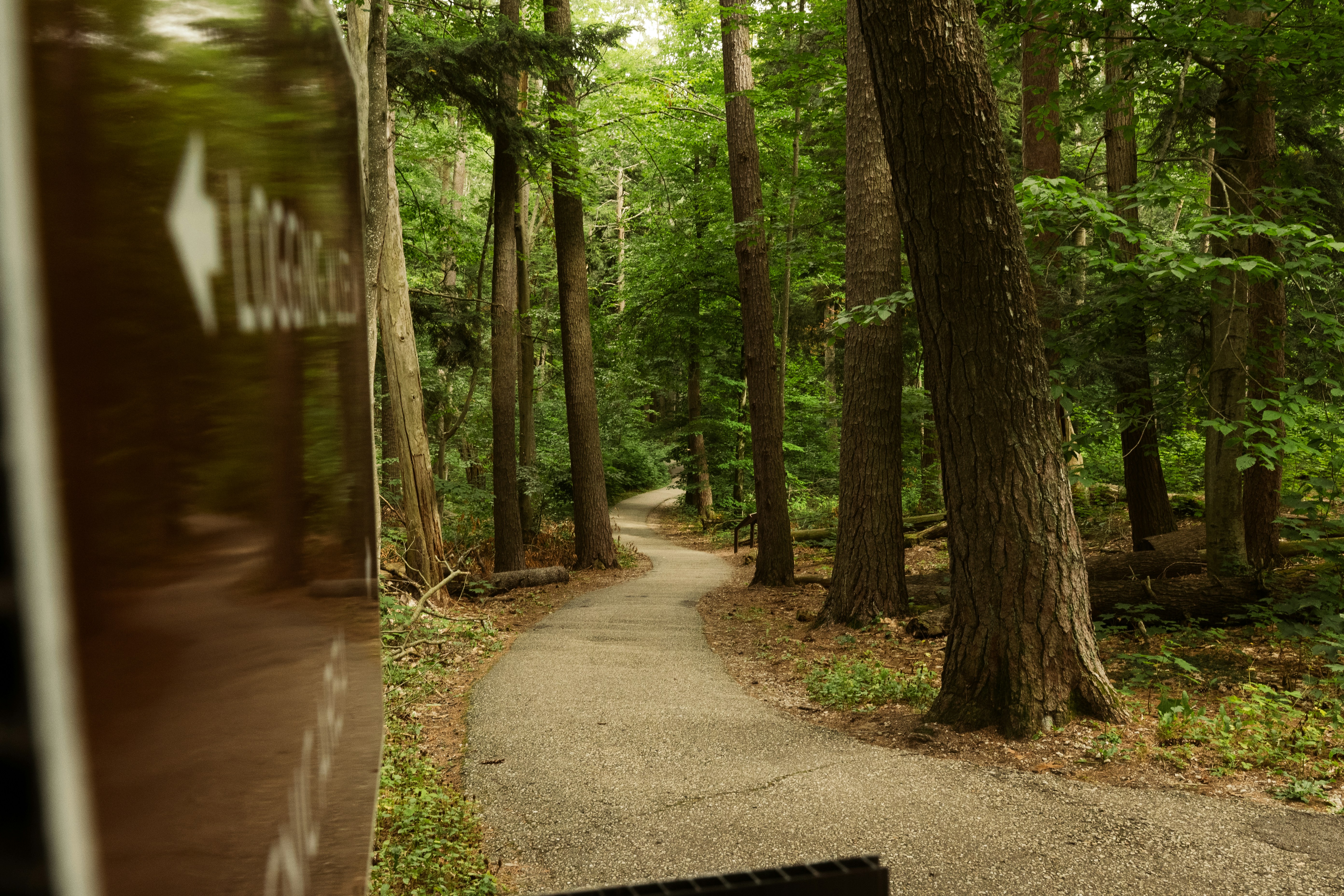 A winding path leads into a lush, green forest.