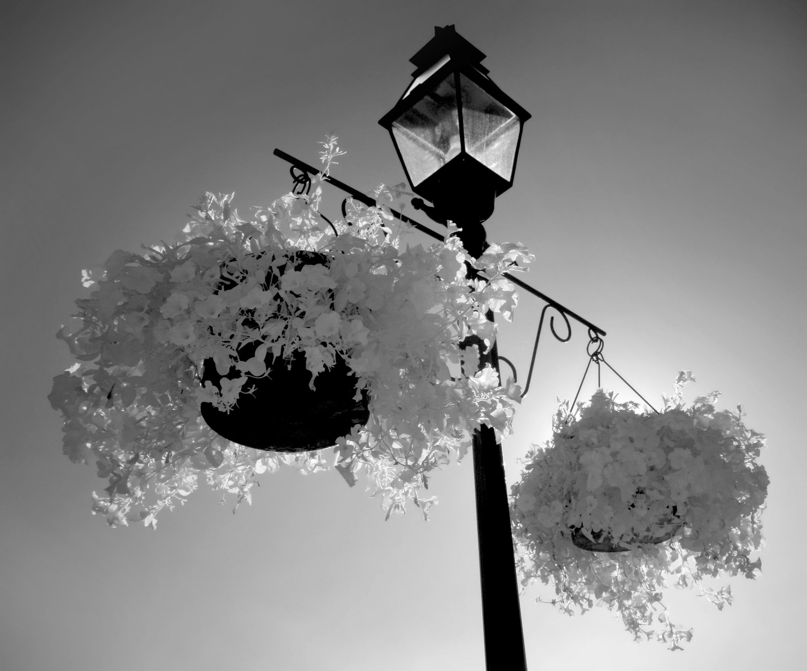 Illuminated Blooms: A Study in Contrast