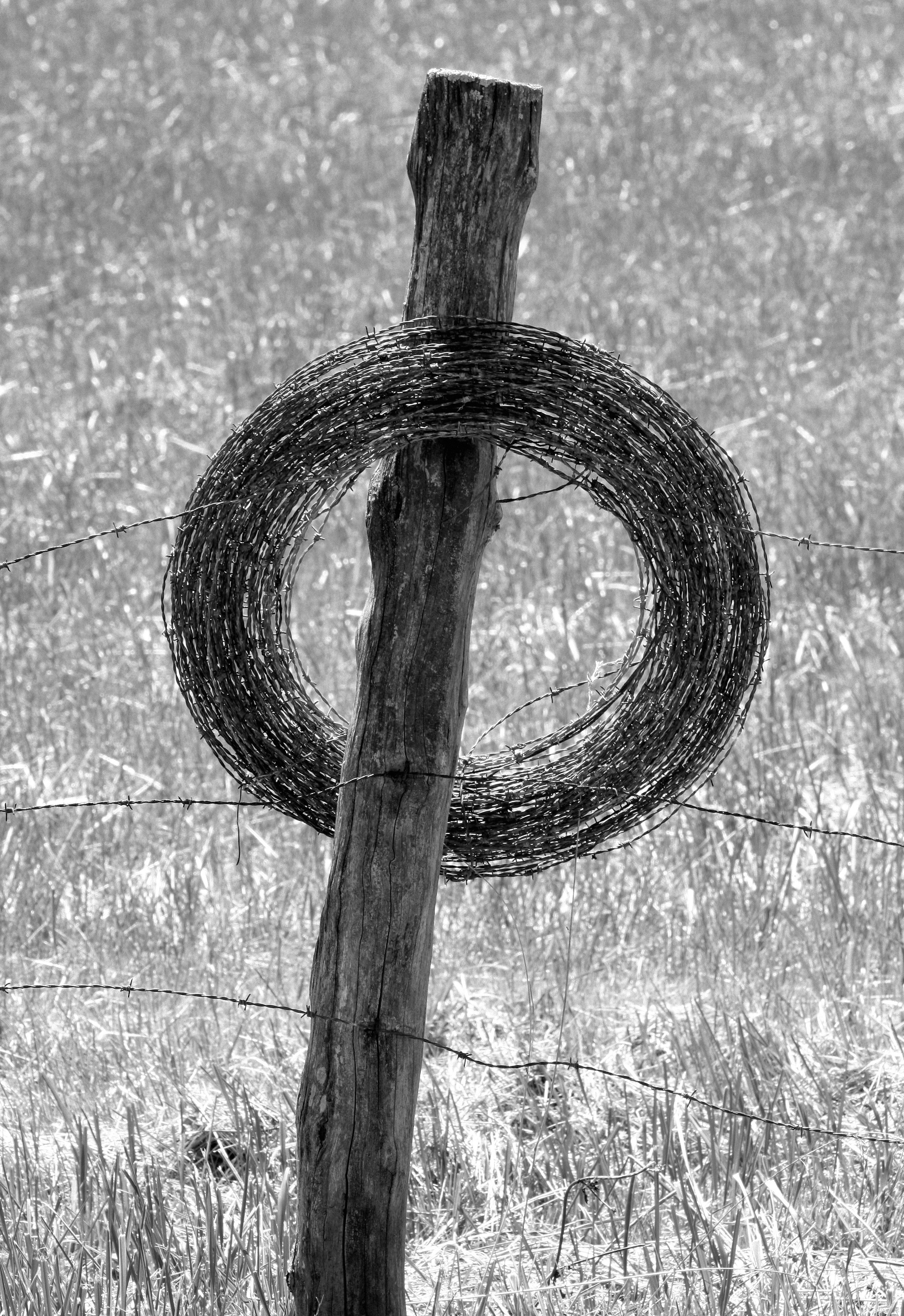 A roll of barbed wire on a wooden fence post. | Coiled barbed wire rests on a wooden fence post.