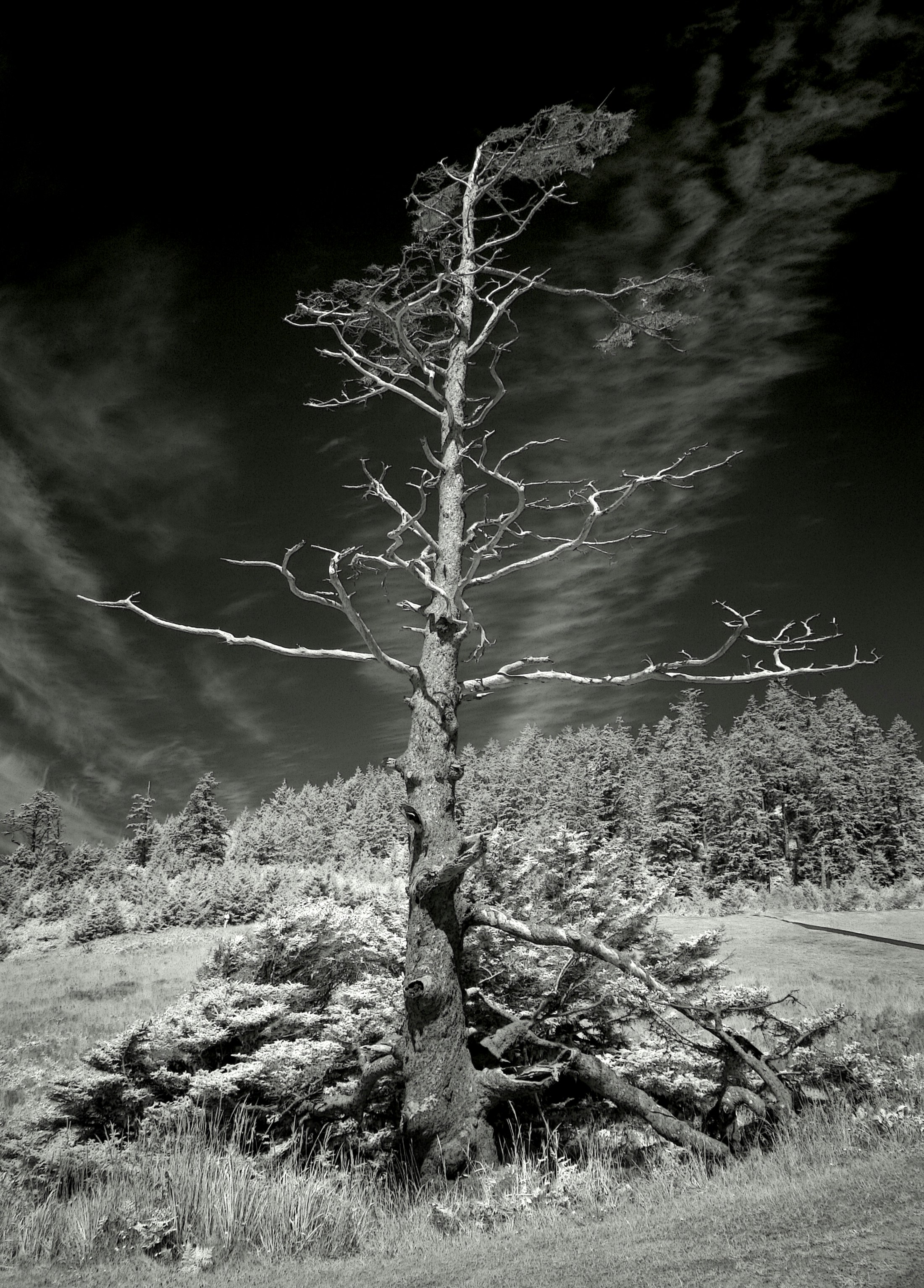 A solitary, leafless tree stands against a dramatic sky, surrounded by a lush forest. The stark contrast highlights the tree's intricate branches and the serene landscape.