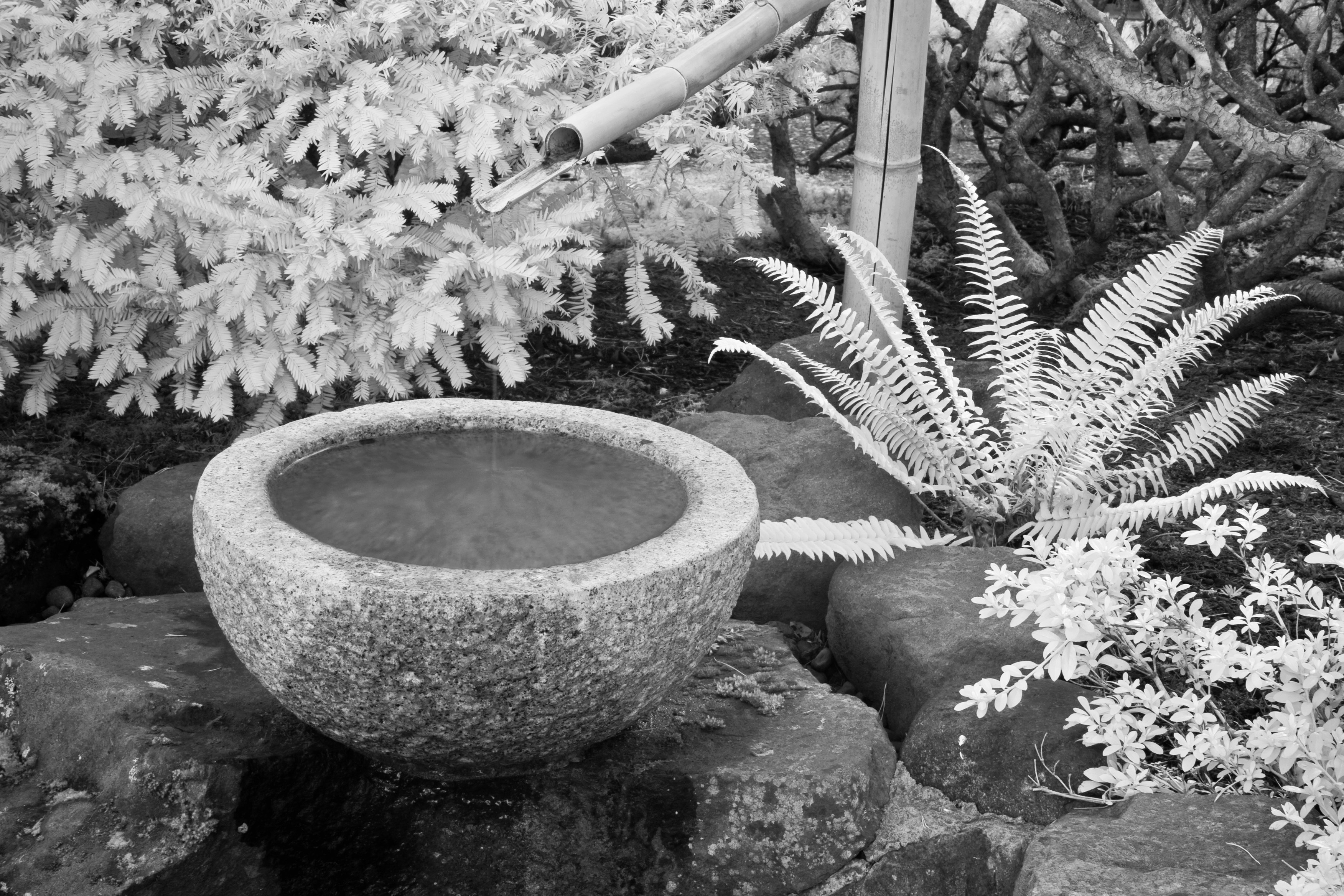 A basin and bamboo water faucet. | Stone basin and plants in a zen garden.