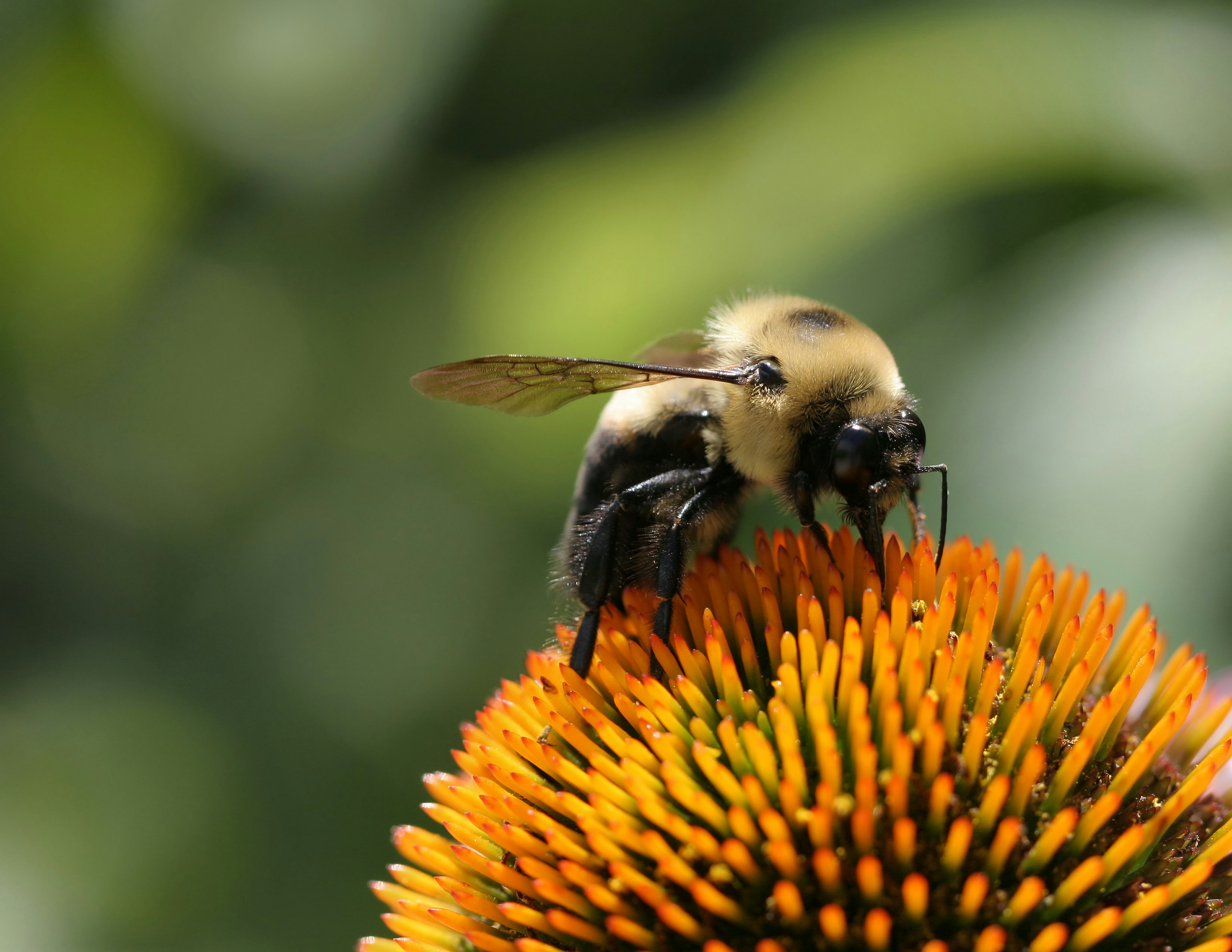 Pollinator's Delight: The Dance of Nature