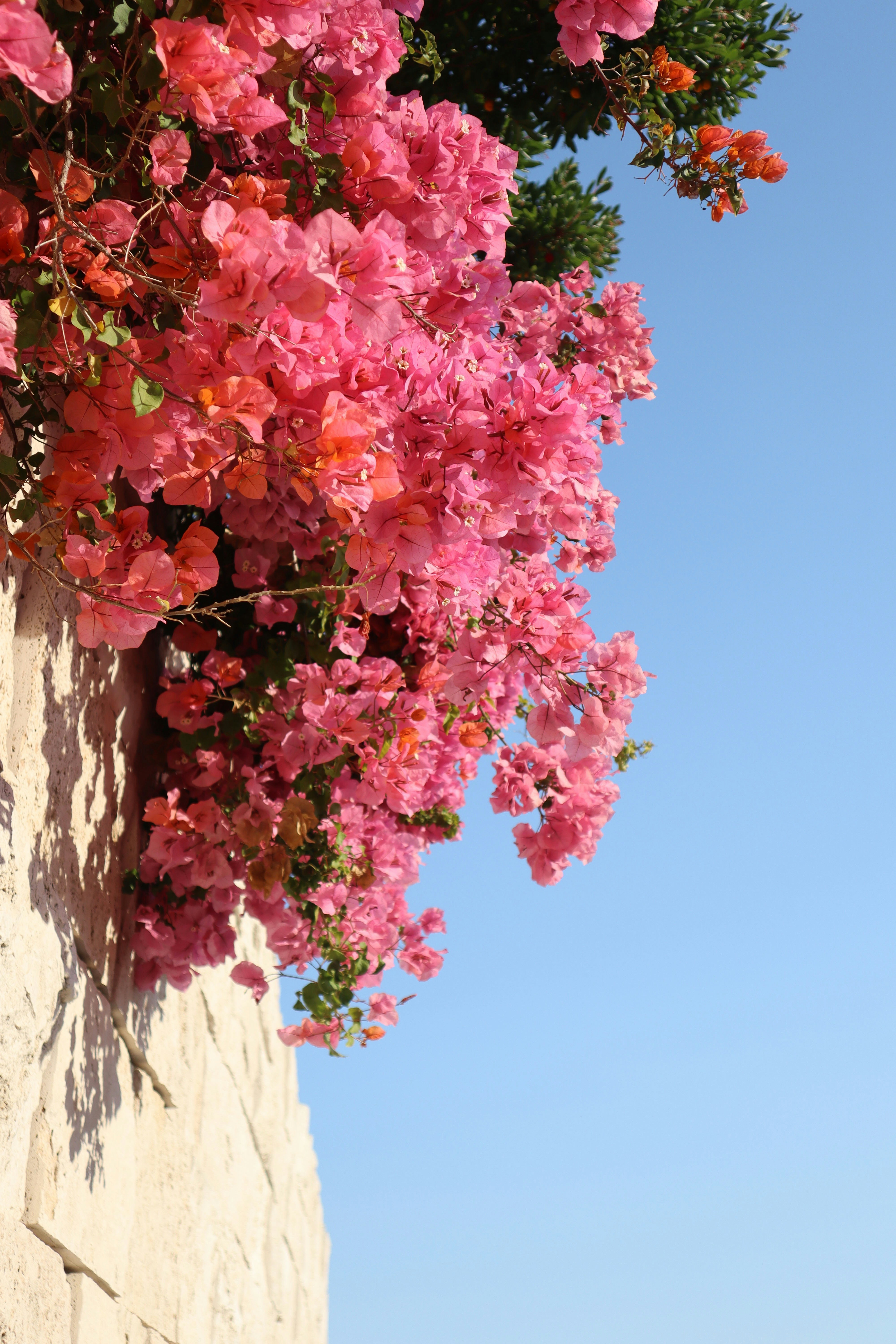 Pink Bougainvillea Cascade Over a Sunlit Stone Wall
