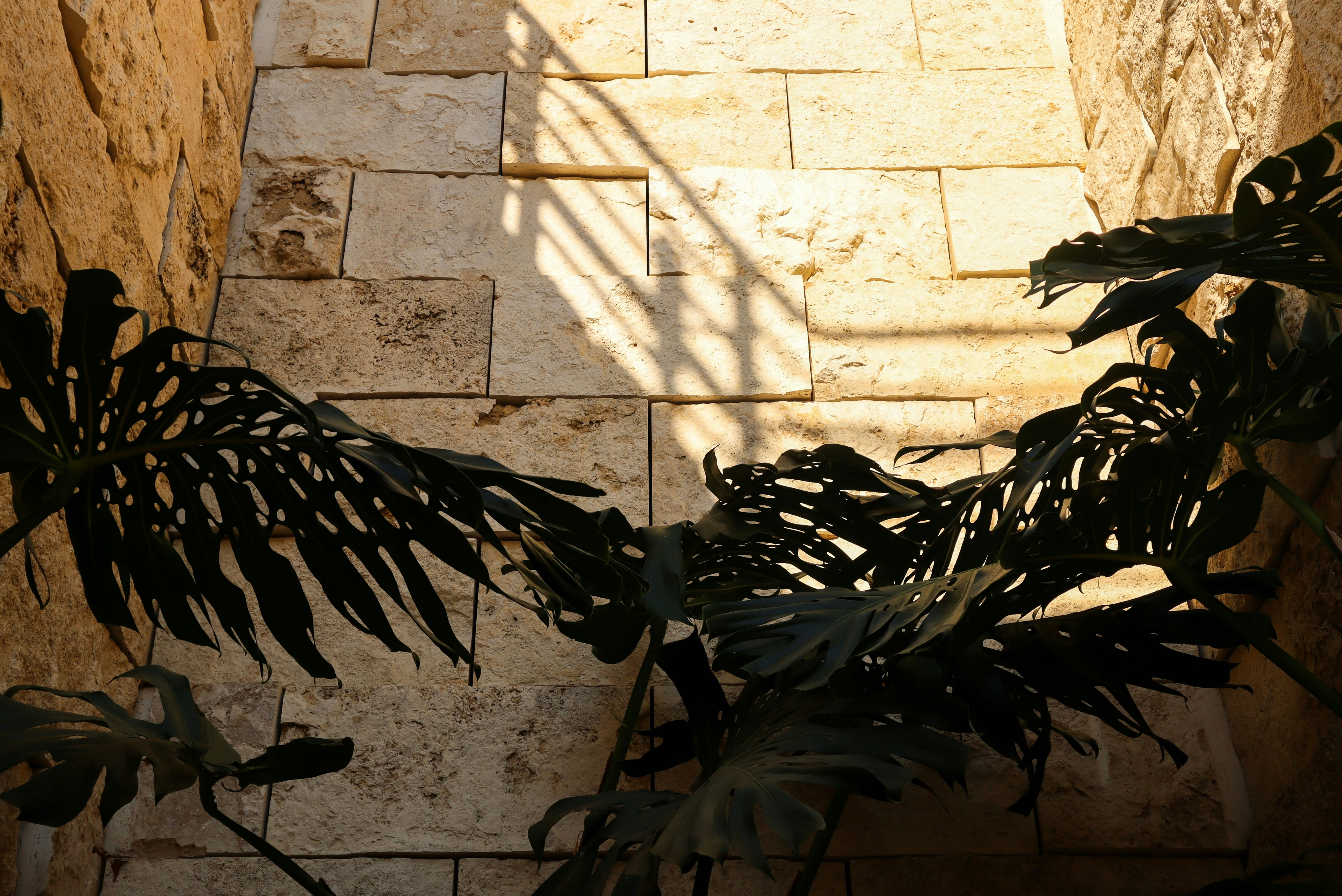 Sunlit Terrace with Shadowed Foliage