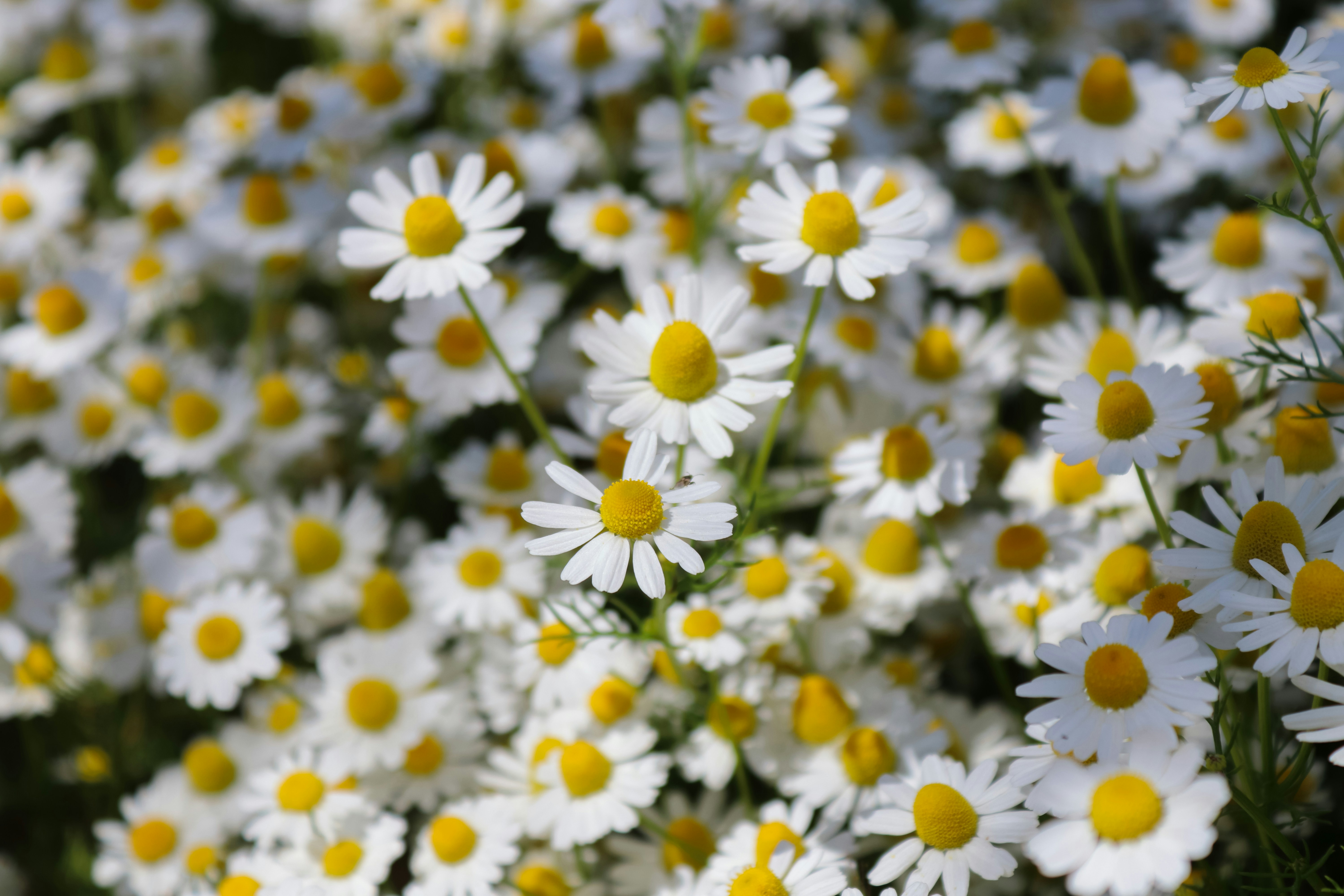 A Symphony of Daisies in Full Bloom