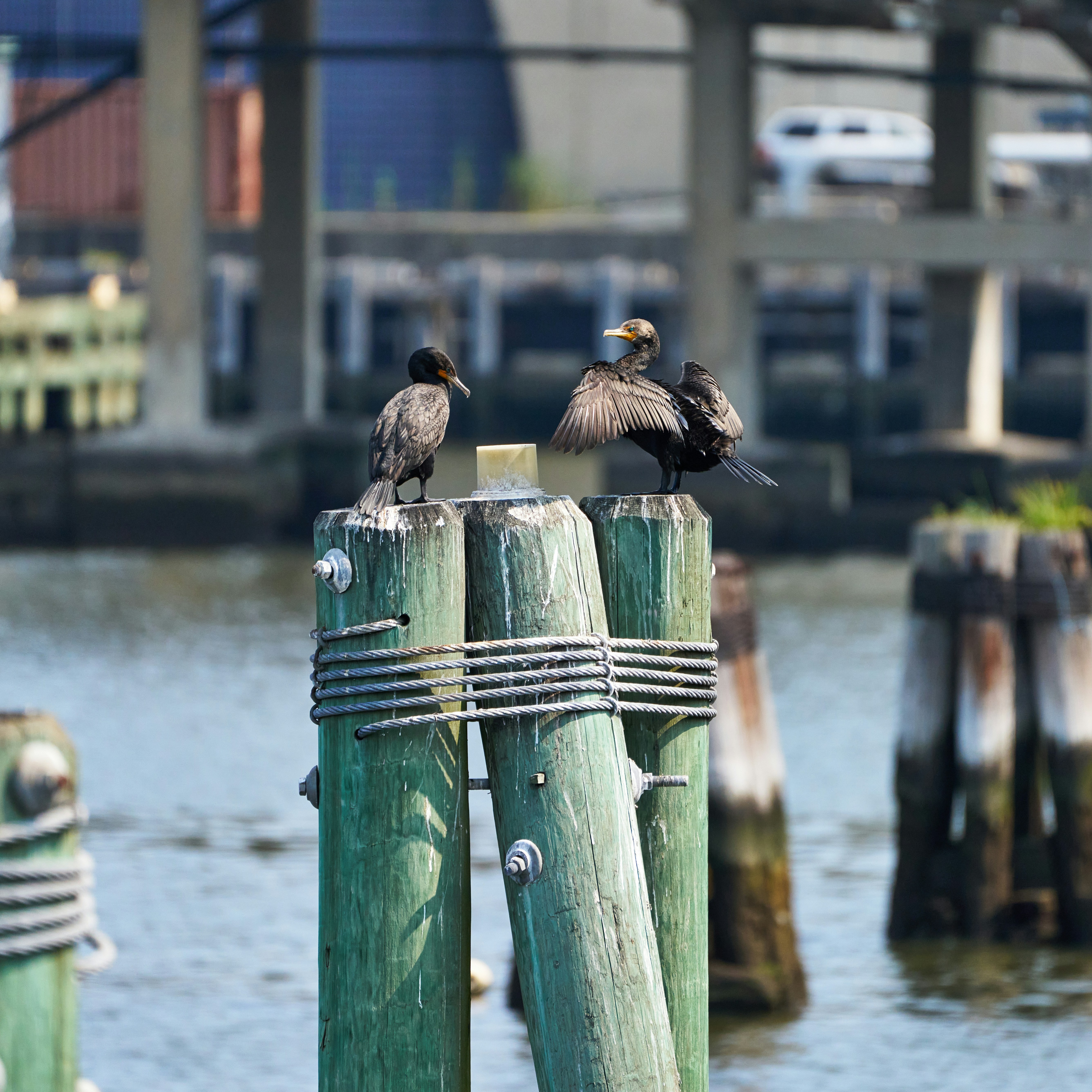 Harmony on the Water's Edge