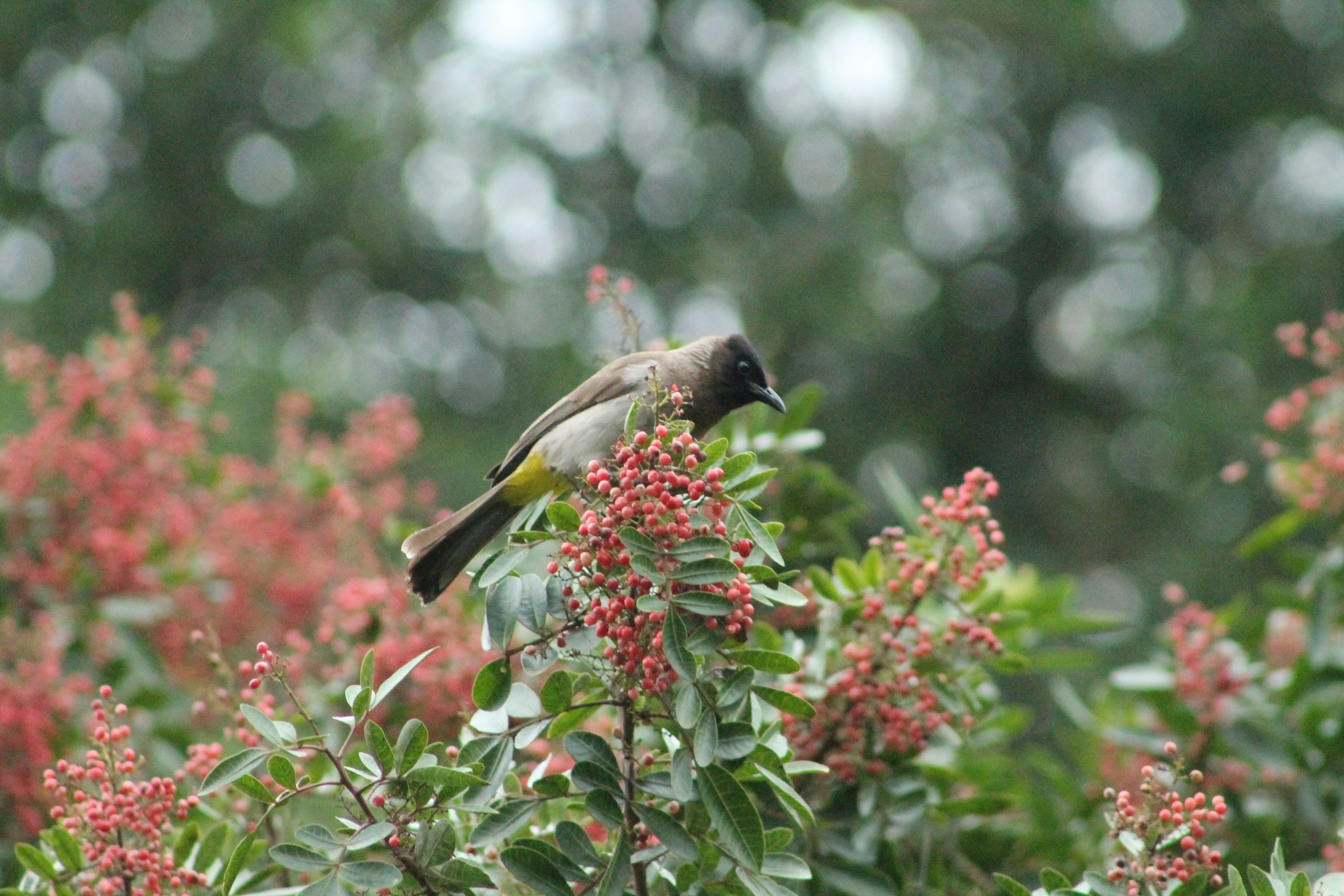 A bird perches on a flowering tree.