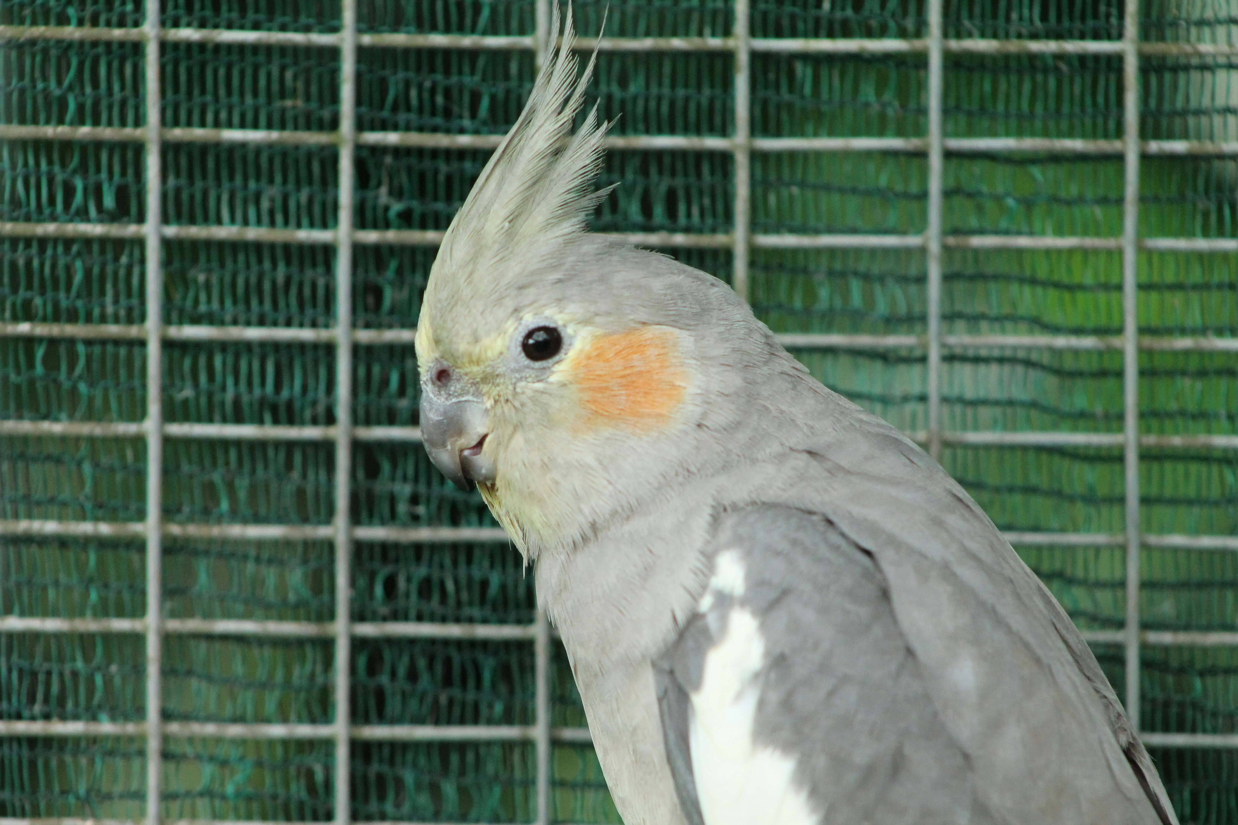 A gray cockatiel is perched by a cage.