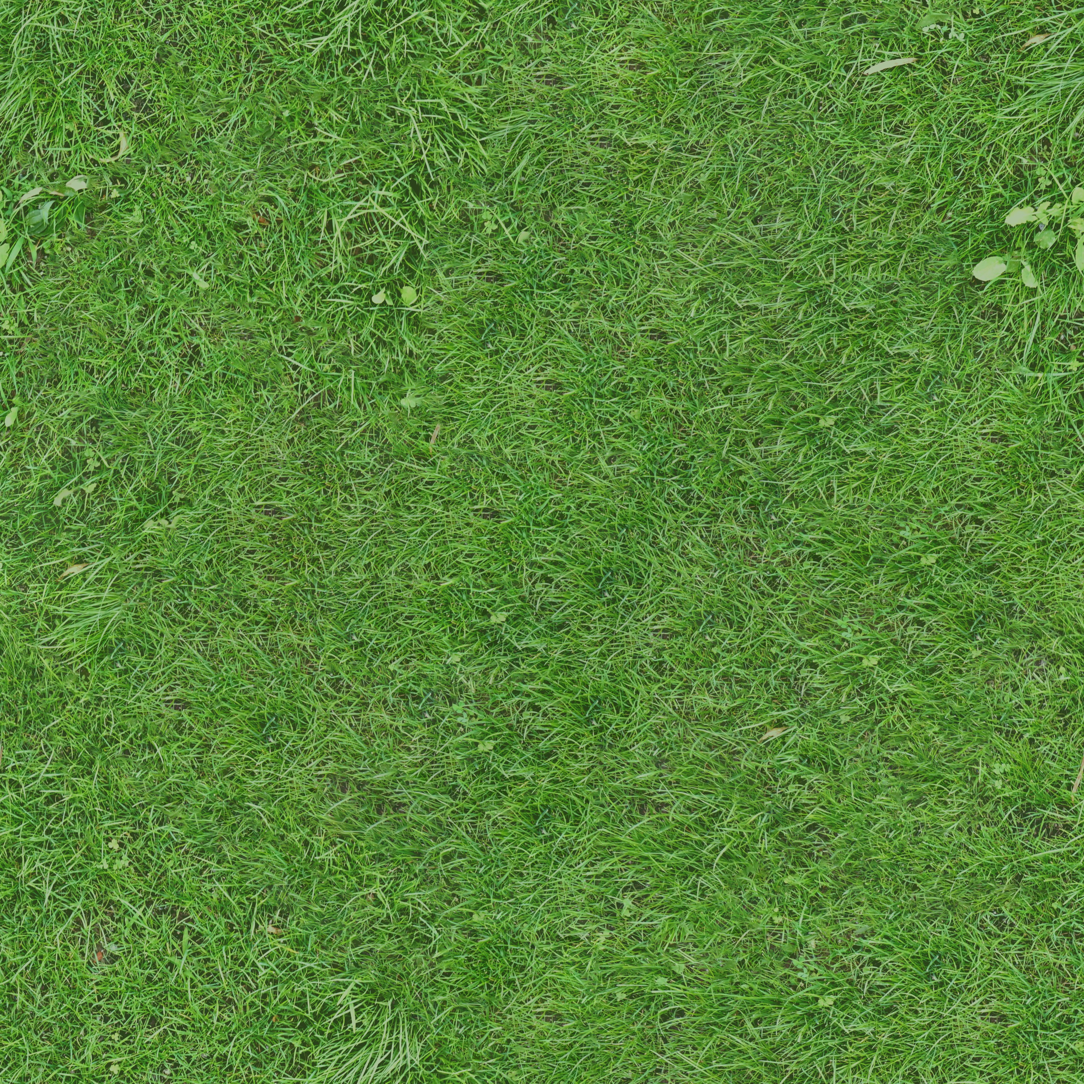 Emerald Carpet: A Close-Up Study of Grass Texture in Daylight