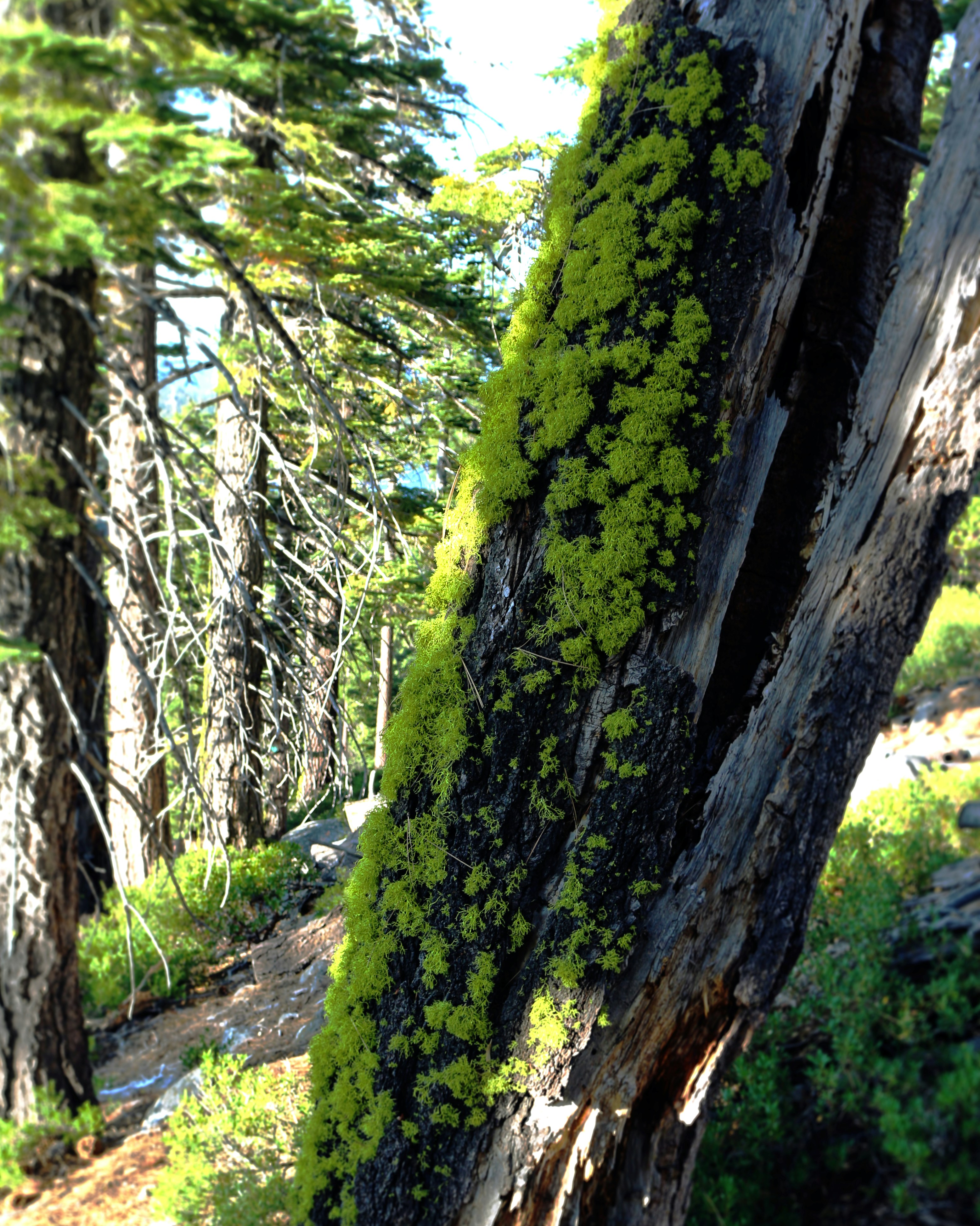 Nature's Green Tapestry: A Mossy Embrace