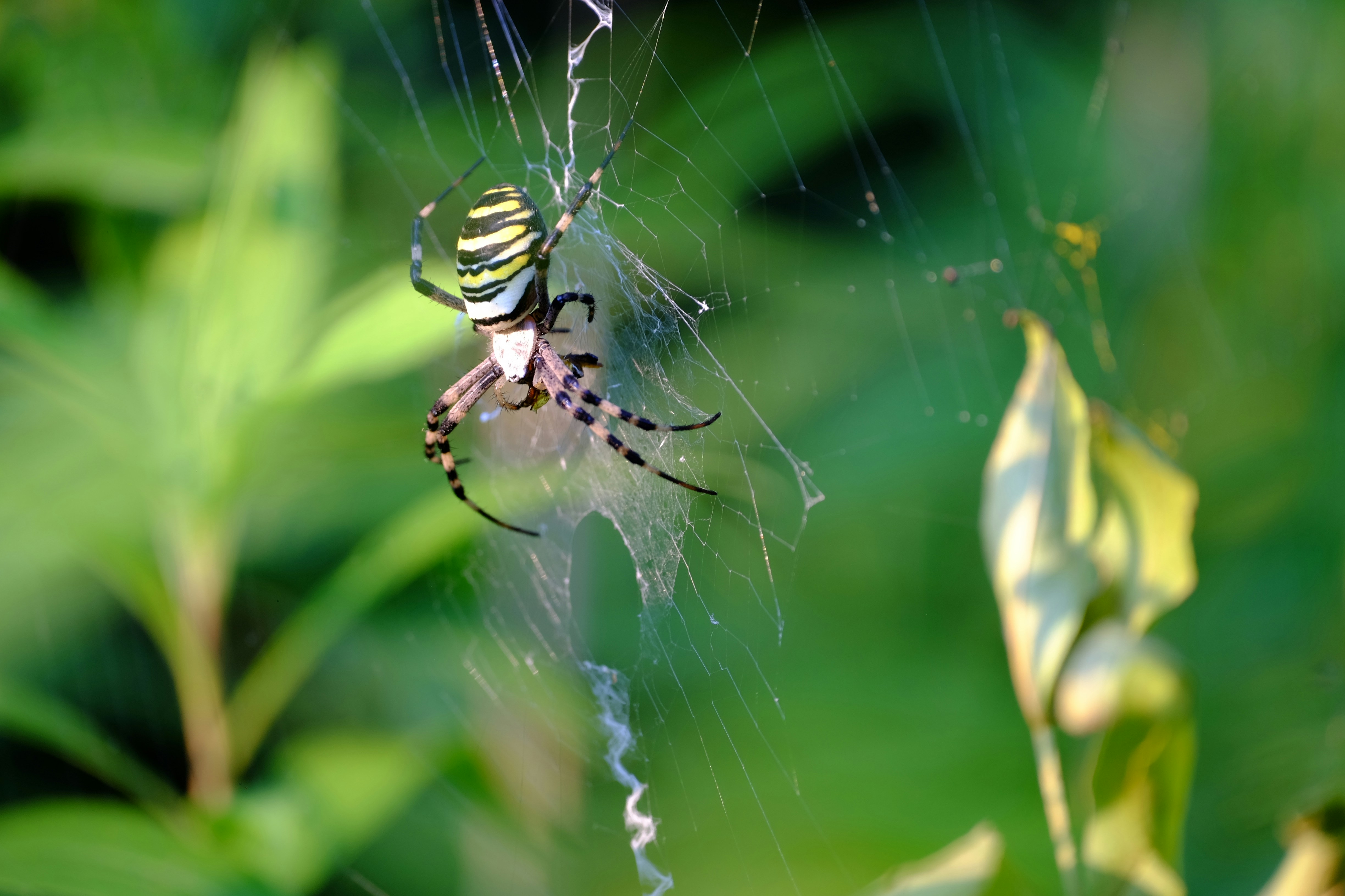 The Artful Weaver: Nature's Intricate Design