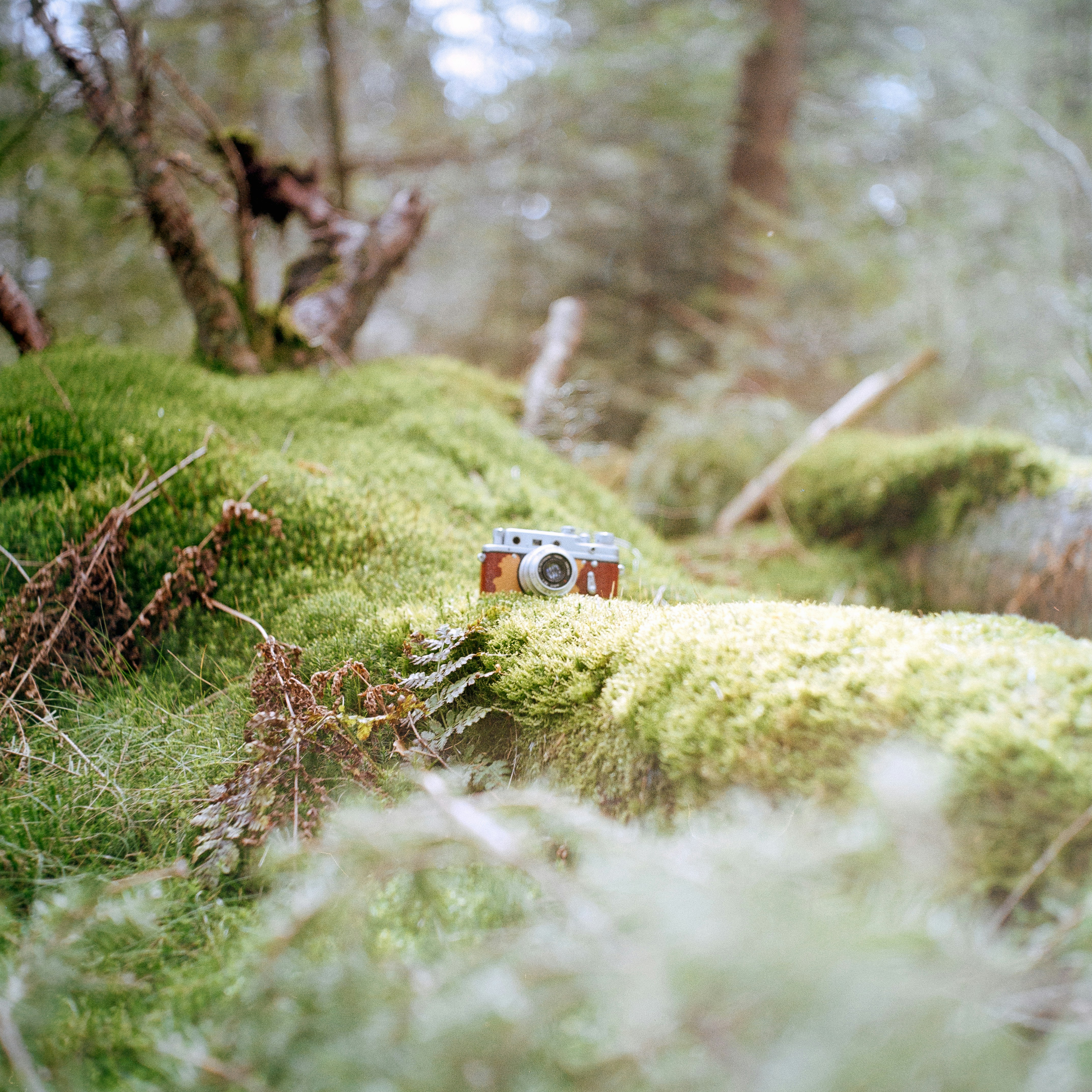 A Vintage Lens Amidst Nature's Embrace