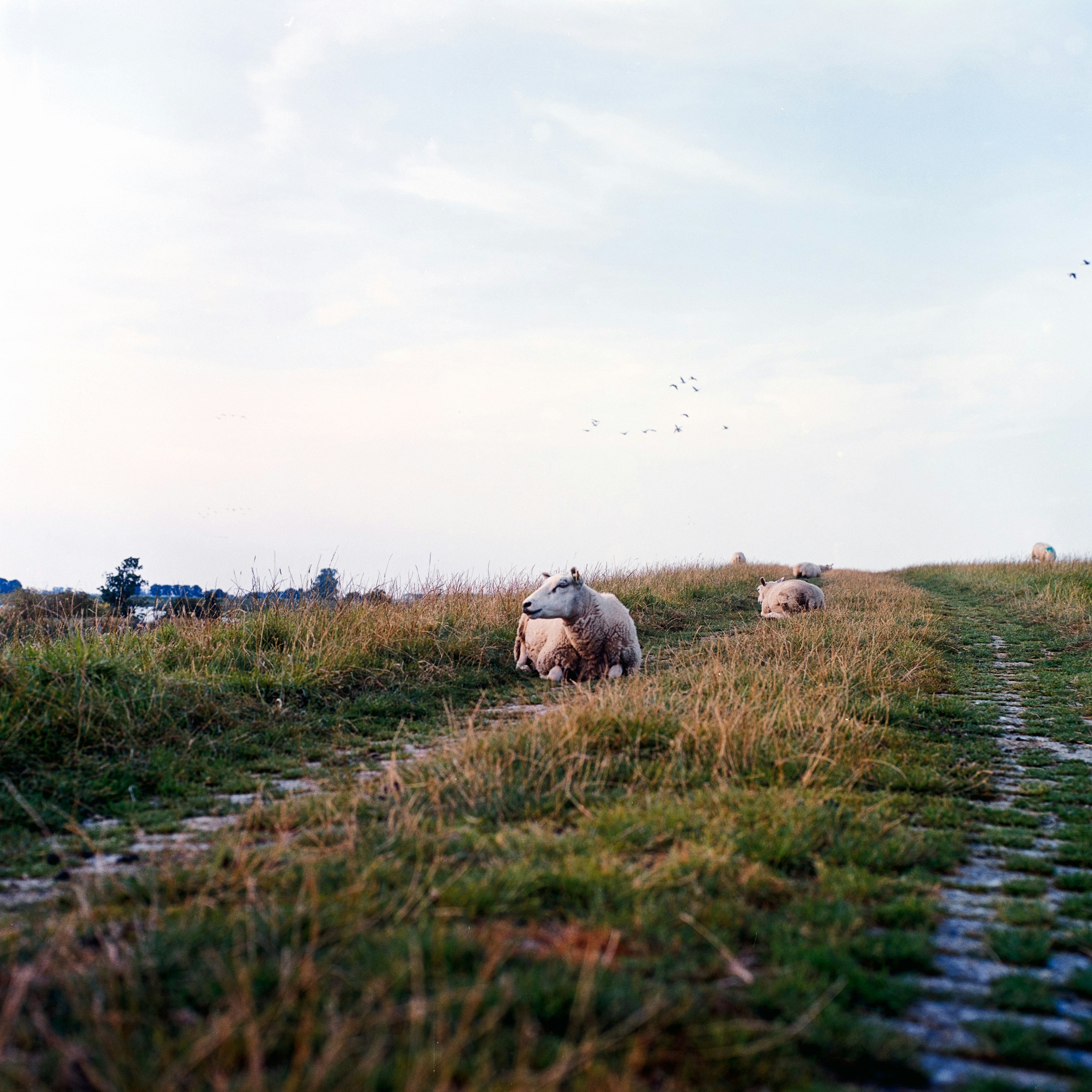 Two sheep resting on a grassy path under a soft sky, embodying the tranquility of rural life.