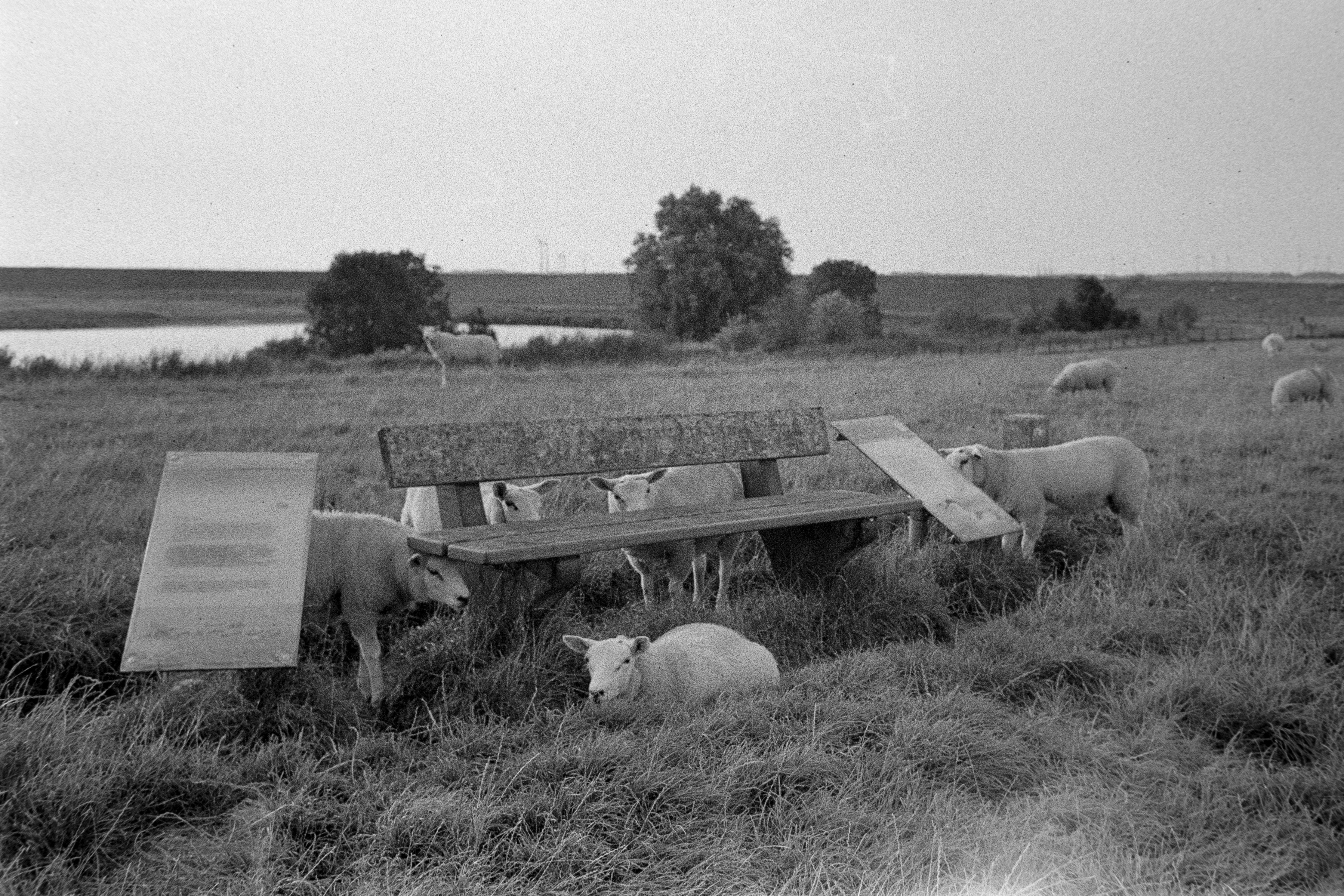 Sheep gather around a bench in a field.