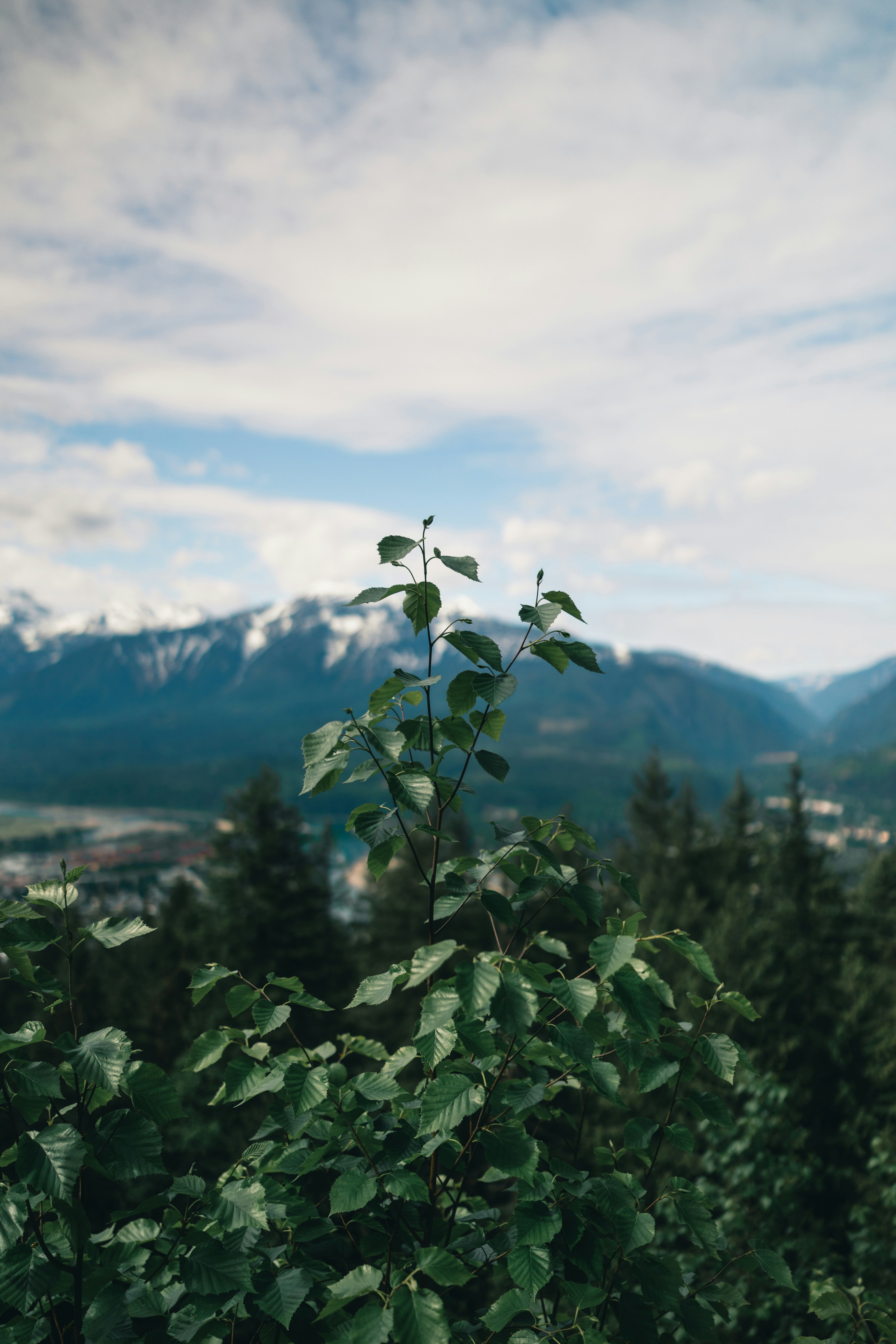 Leafy Peak: A Verdant Sprout Reaching Toward a Snowy Horizon