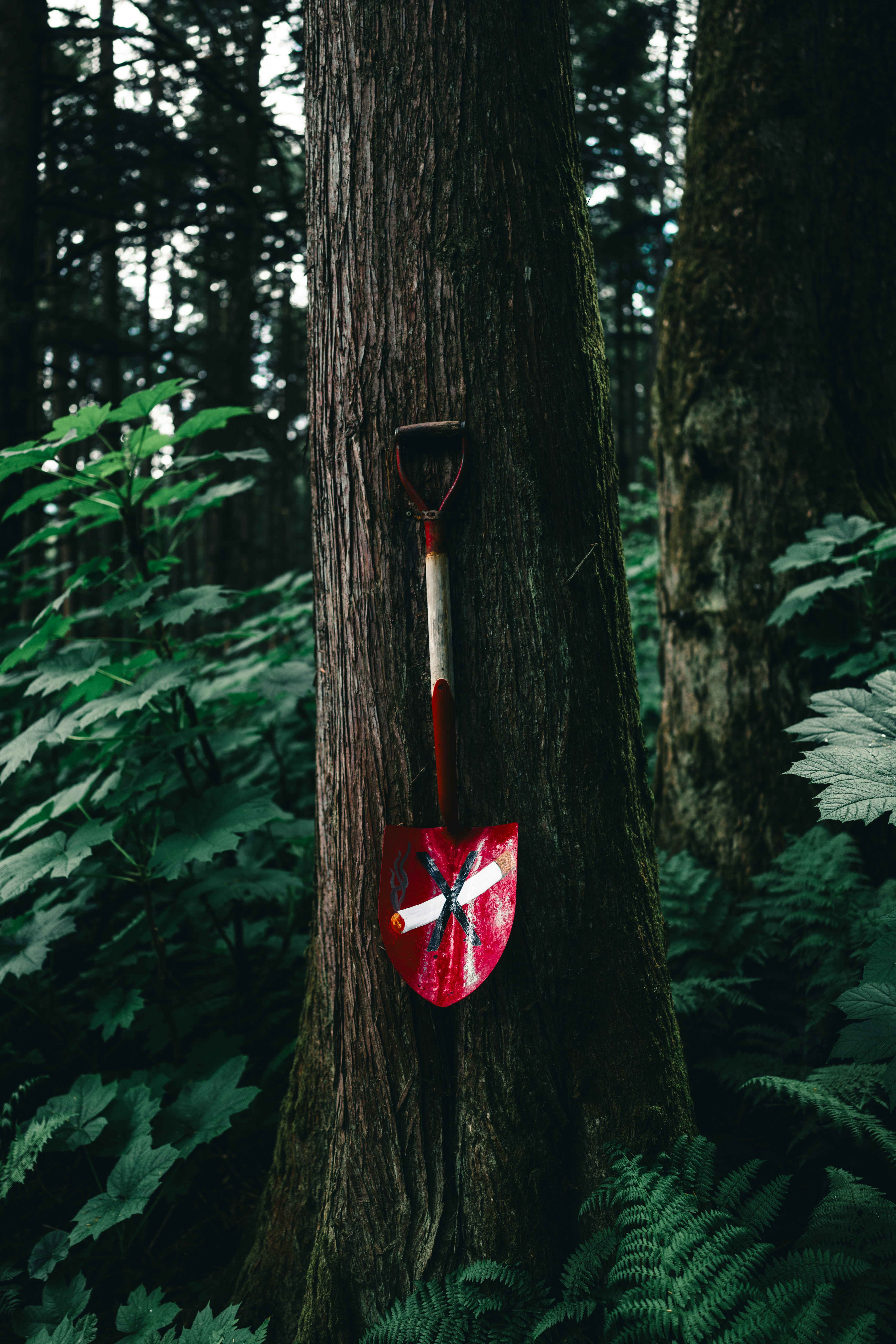A weathered shovel hangs against a towering tree in a dense forest, surrounded by lush ferns and foliage. The vivid red blade contrasts with the earthy tones of the bark and greenery.