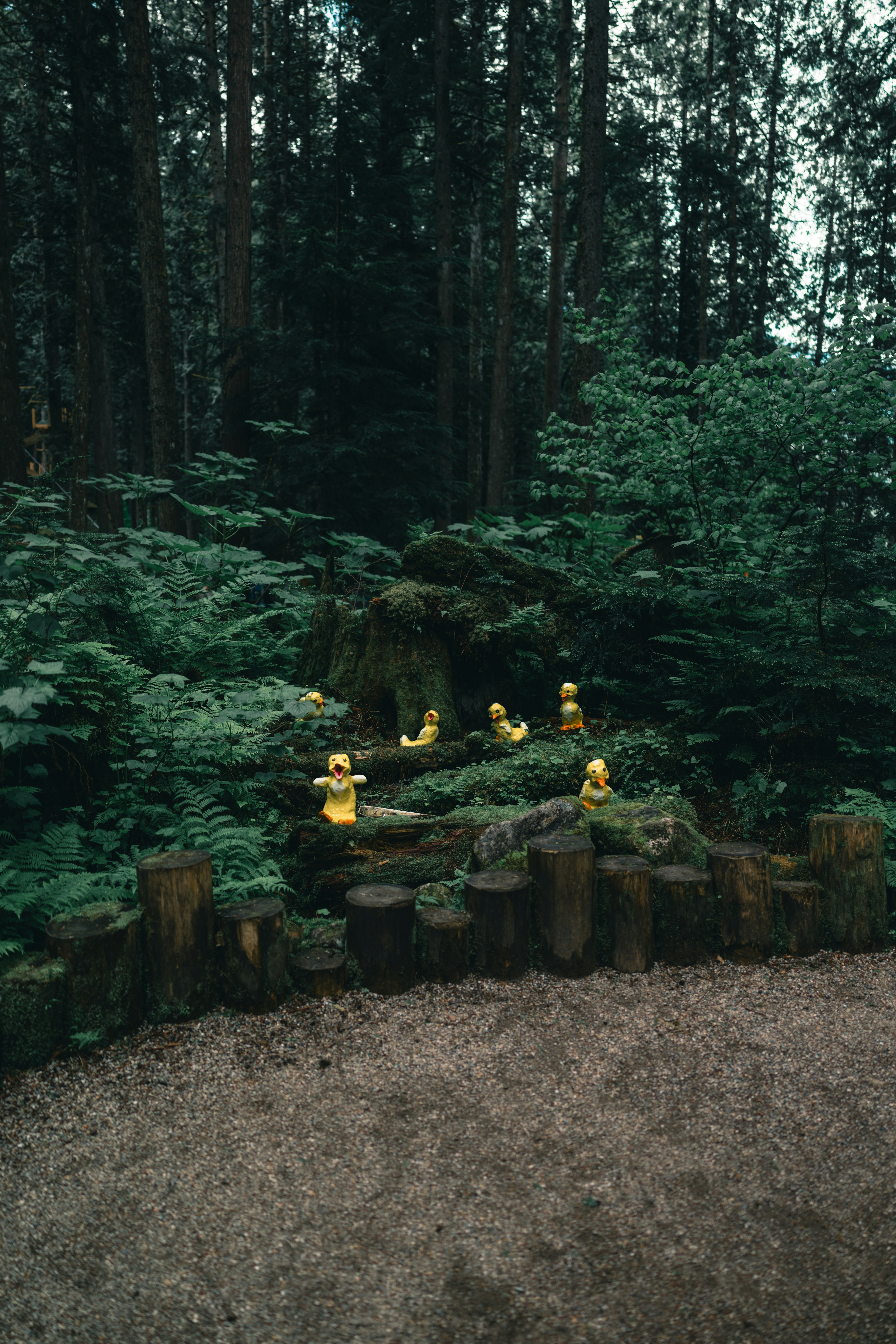 Rubber Ducks in a Mossy Forest Ring