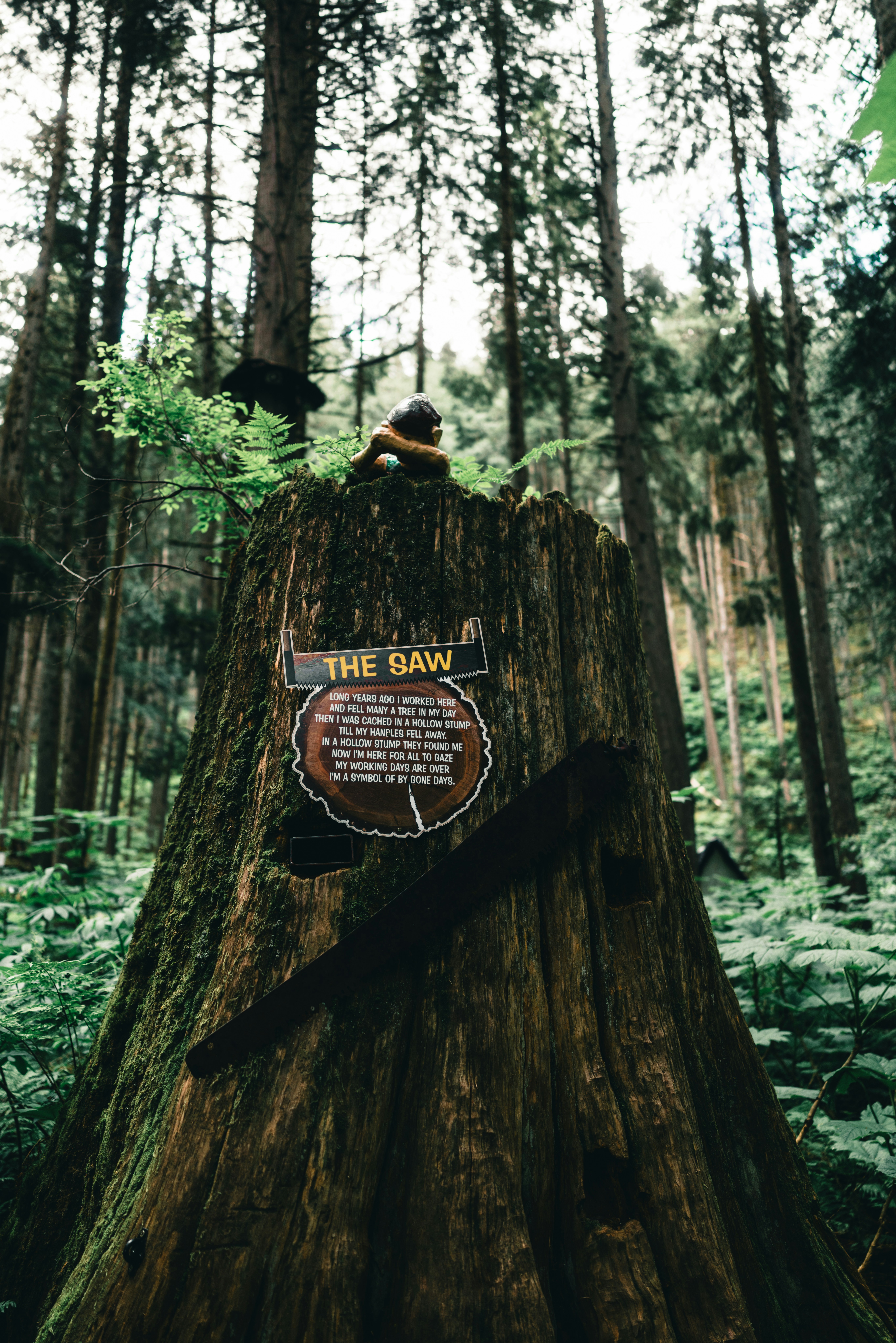 A weathered tree stump adorned with a sign titled 'THE SAW,' surrounded by lush greenery and towering trees, hinting at stories of the forest's past.