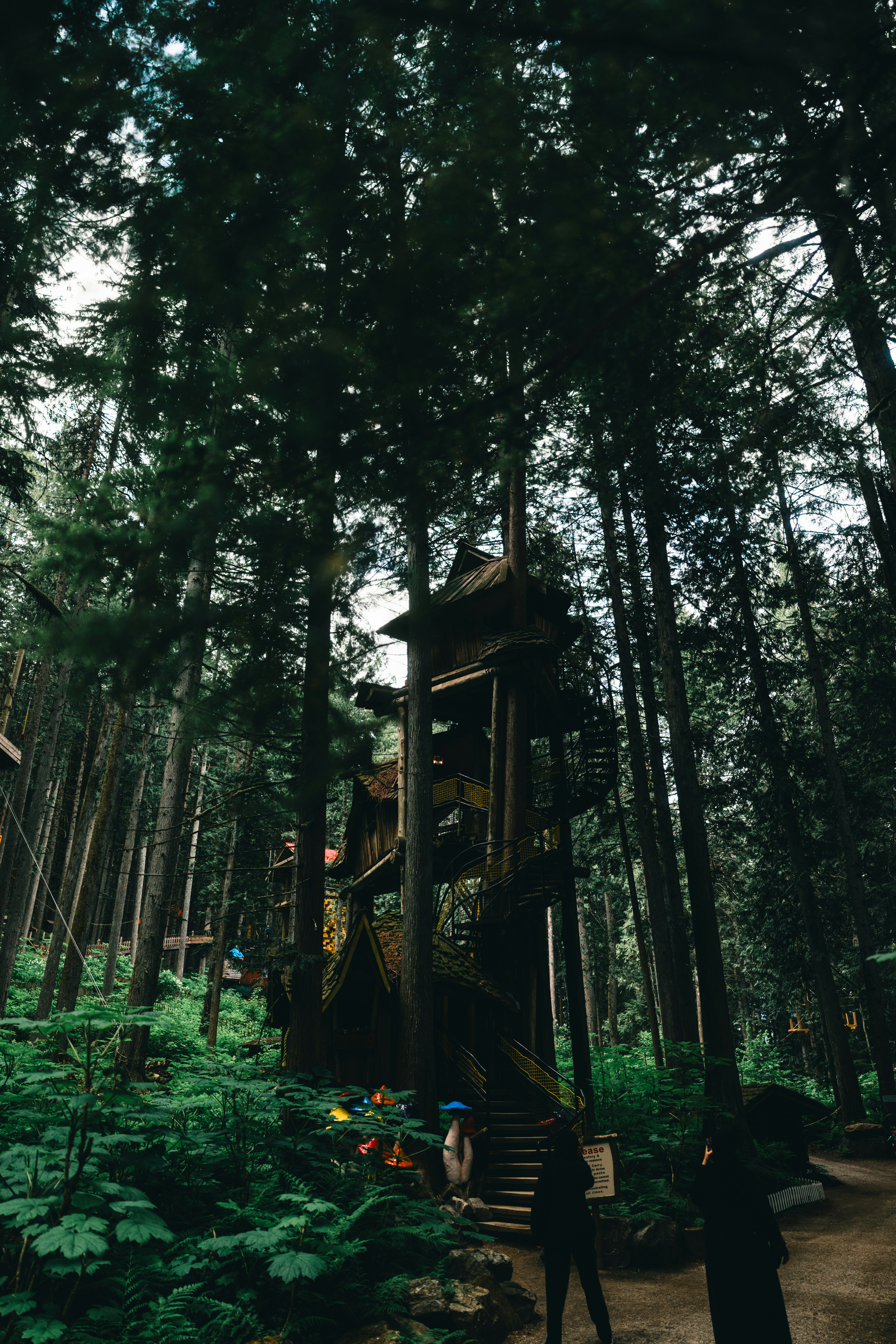 We need more road trips to Revelstoke | A treehouse is nestled among tall, green trees.