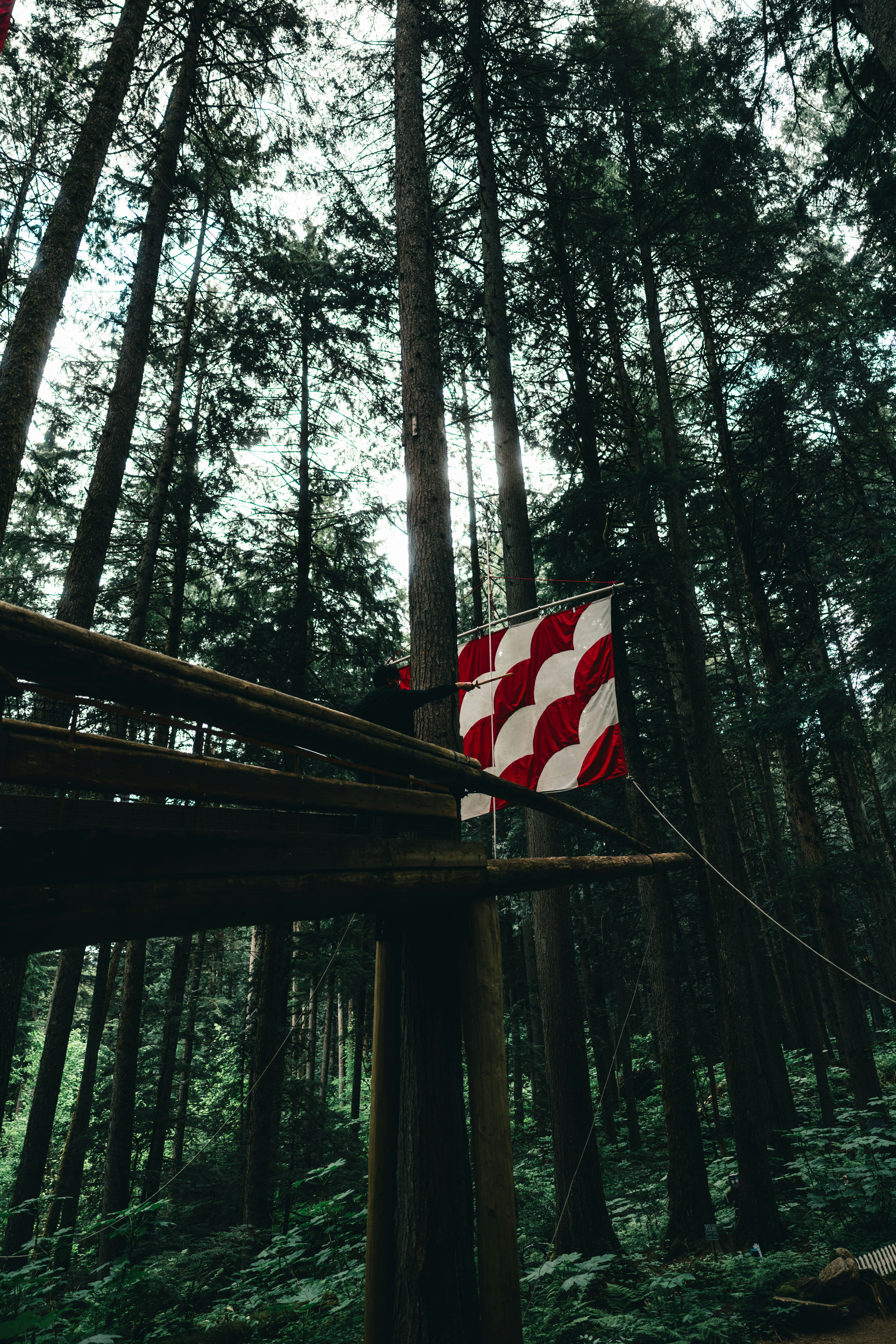 Whispers of the Canopy: A Flag Among Giants