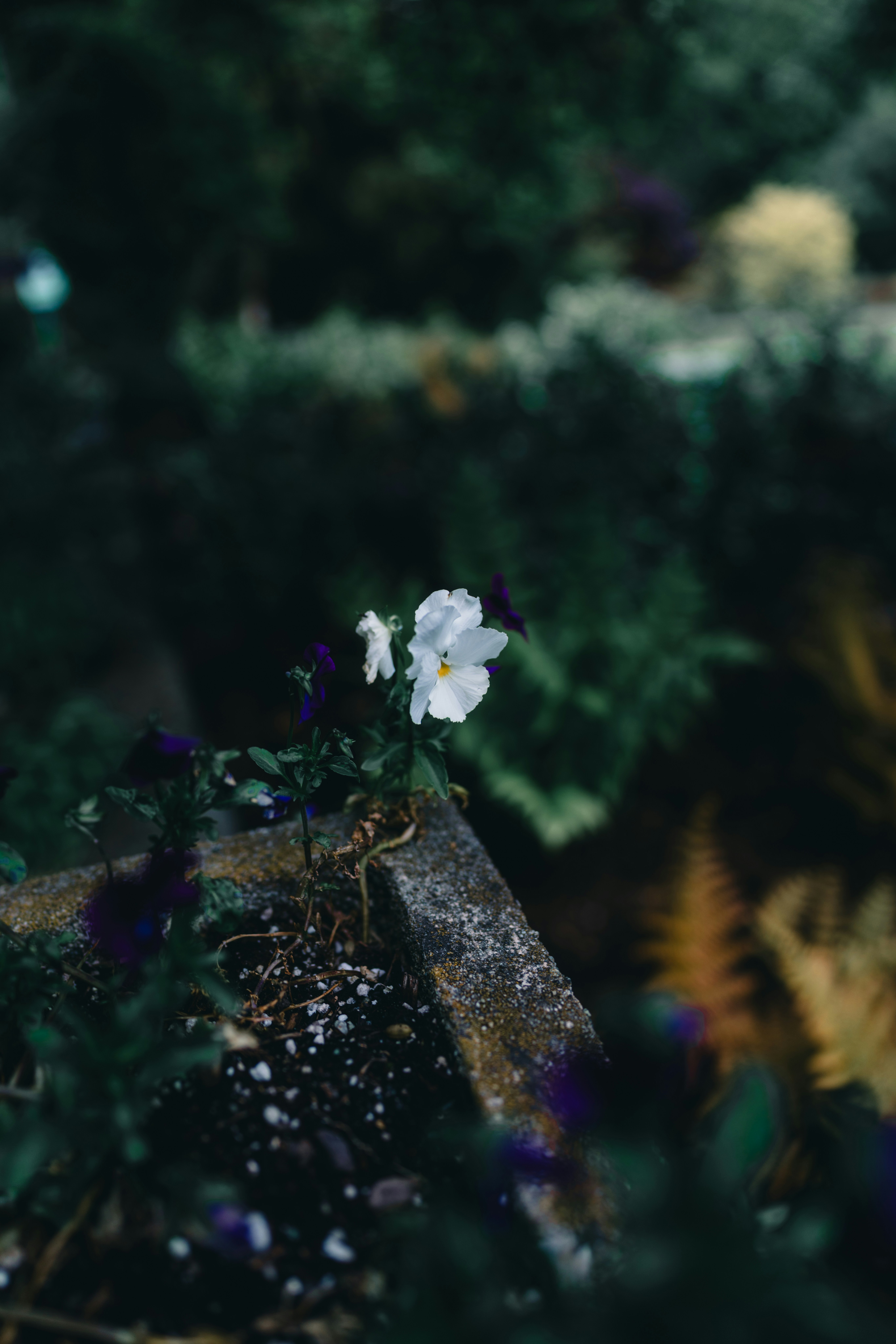 Whispers of Nature: A Floral Encounter