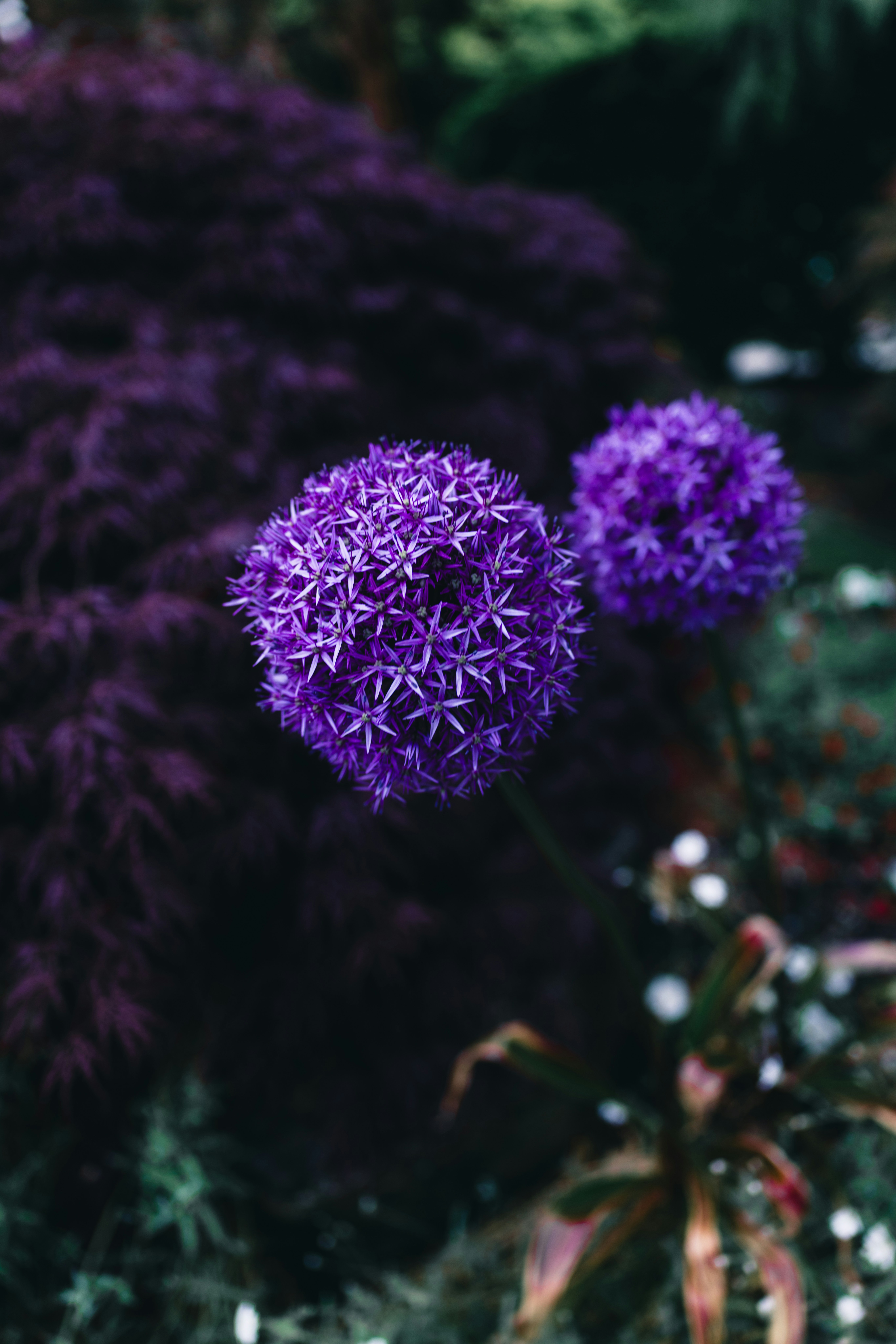 I miss Vancouver so much | Purple allium flowers bloom beautifully in the garden.