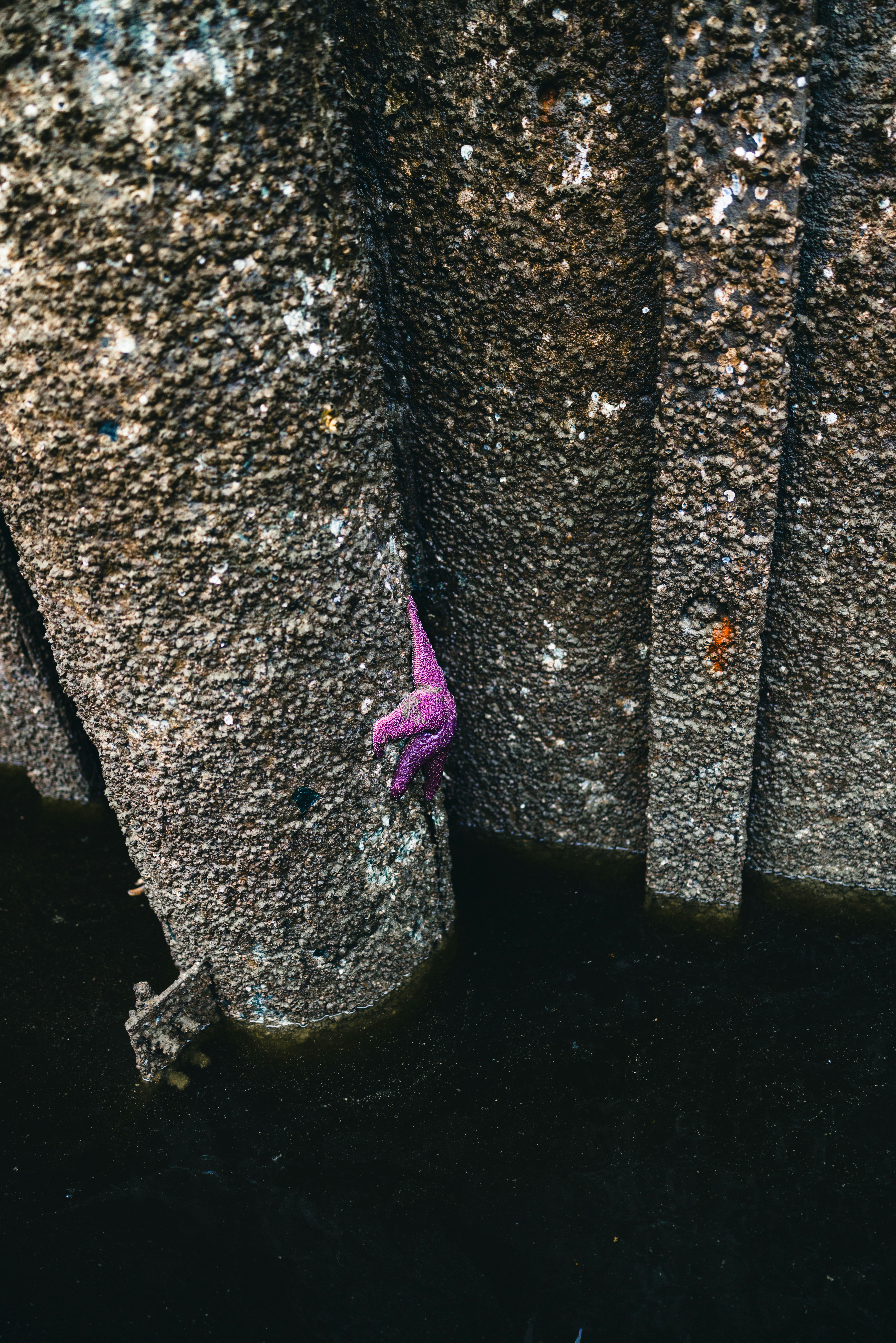 Nature's Tenacity: The Starfish's Ascent