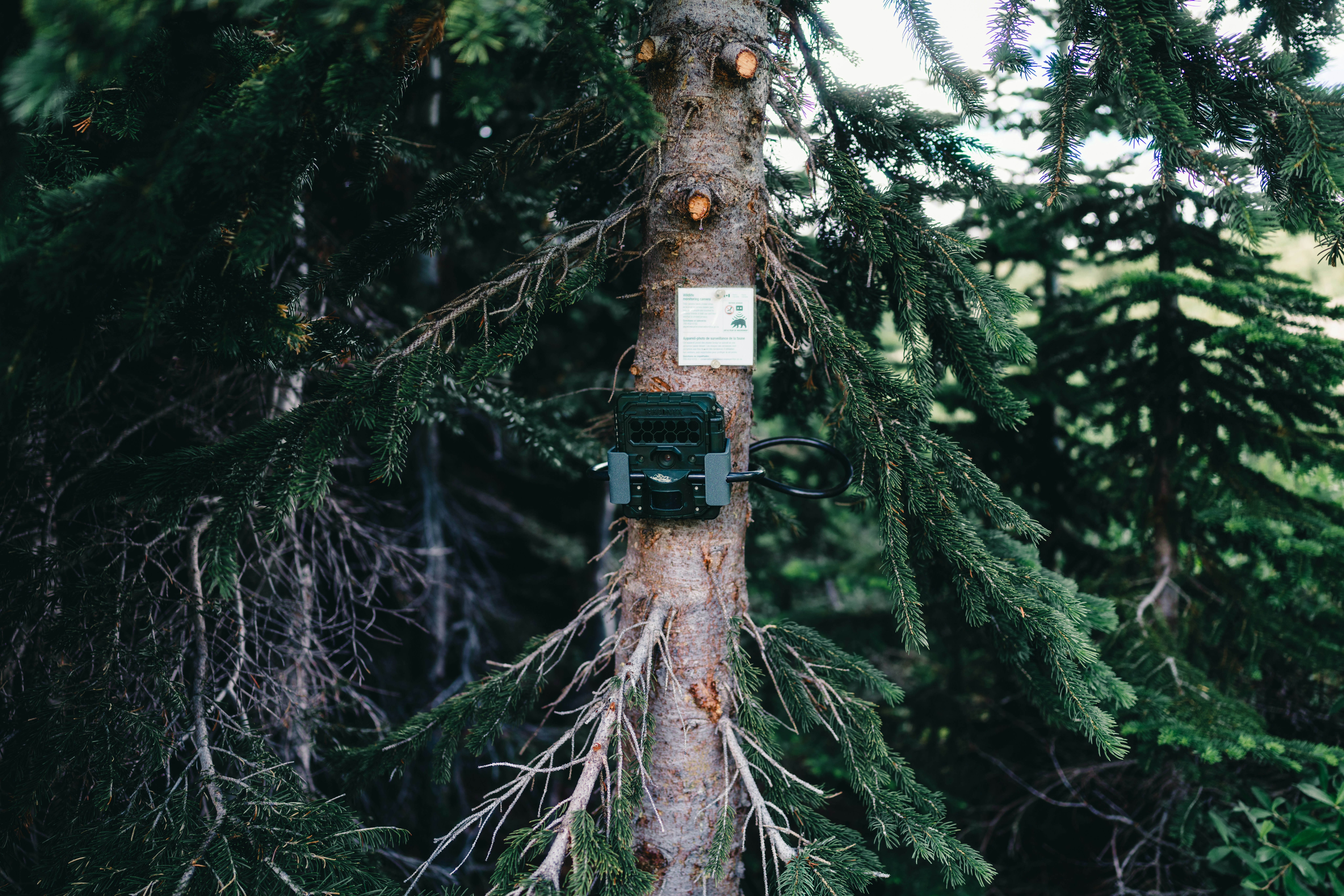 Jasper is my favourite park in Canada